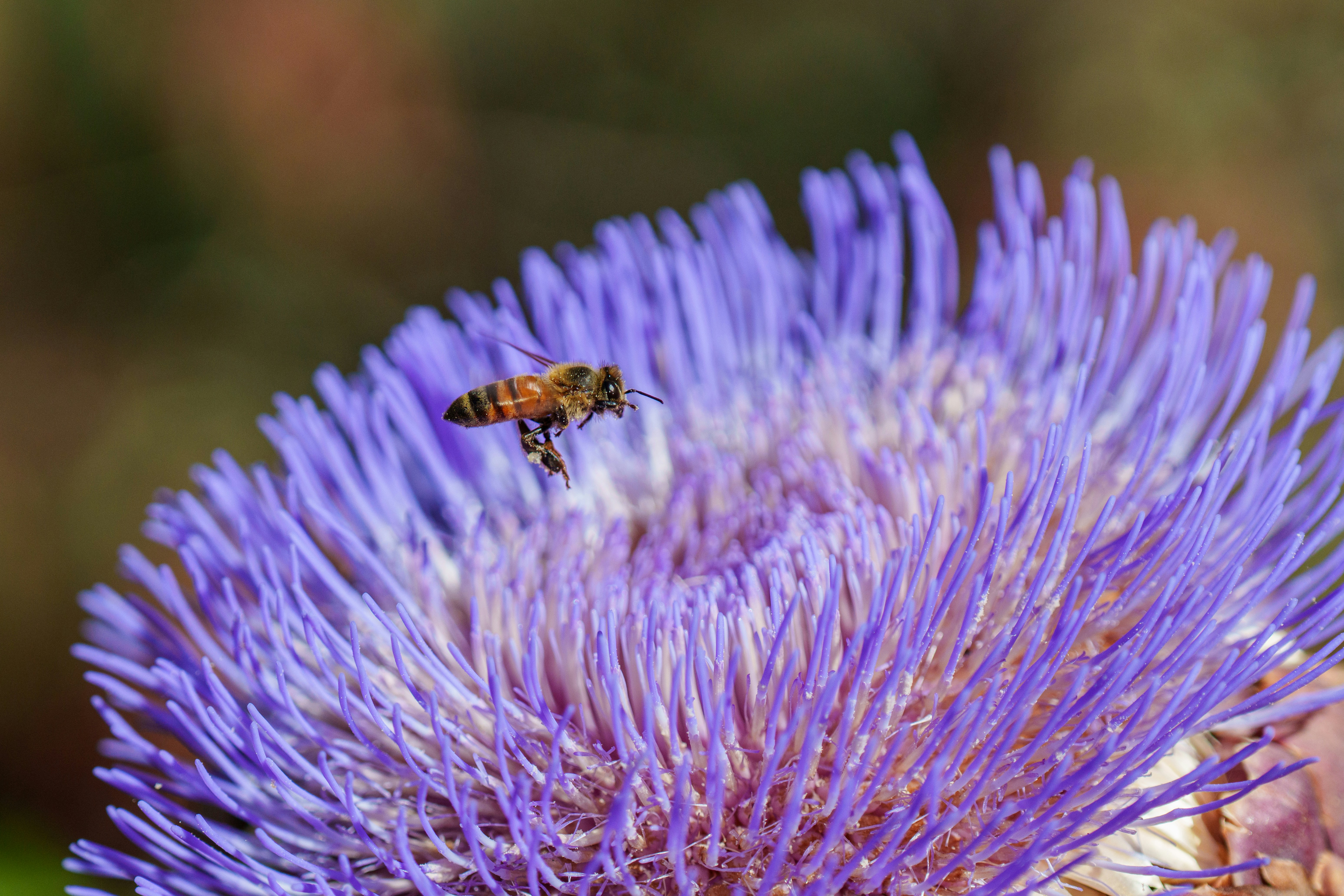 Hovering Core: A Bee in Transit Above a Violet Coneflower
