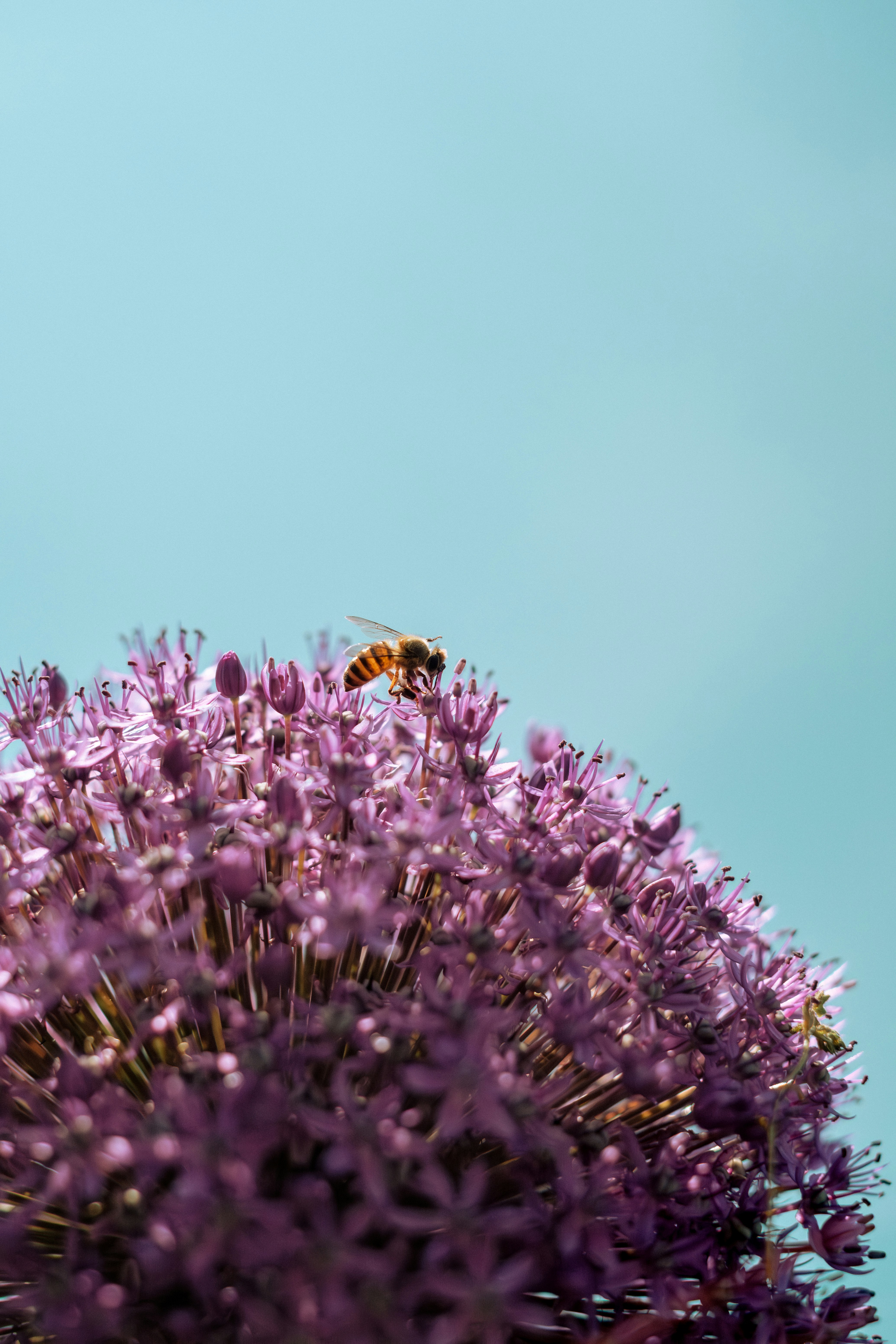 Hovering Pollinator Over Purple Crown: A Bee in Bloom