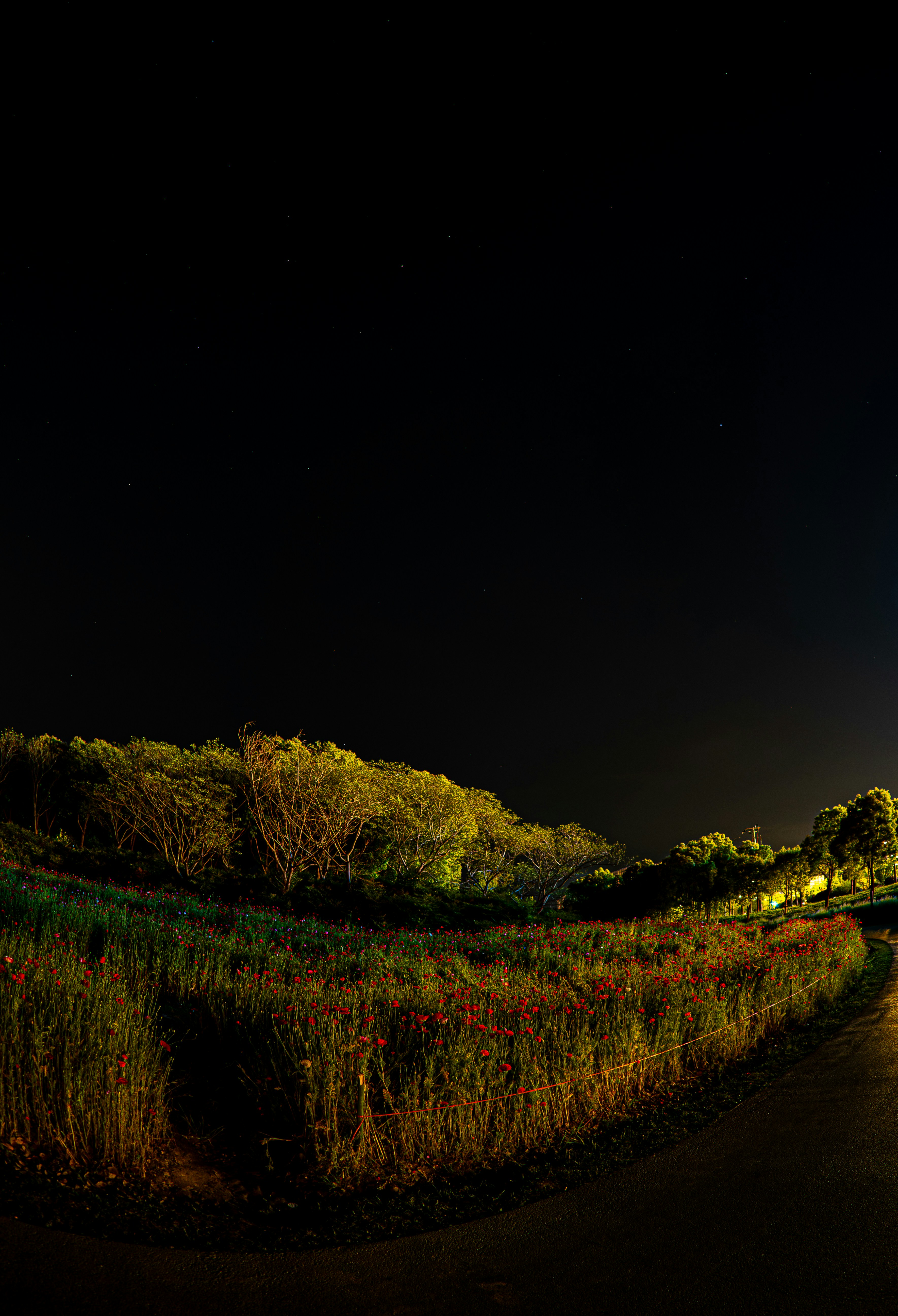 Moonlit Meadow Under a Sky Full of Stars