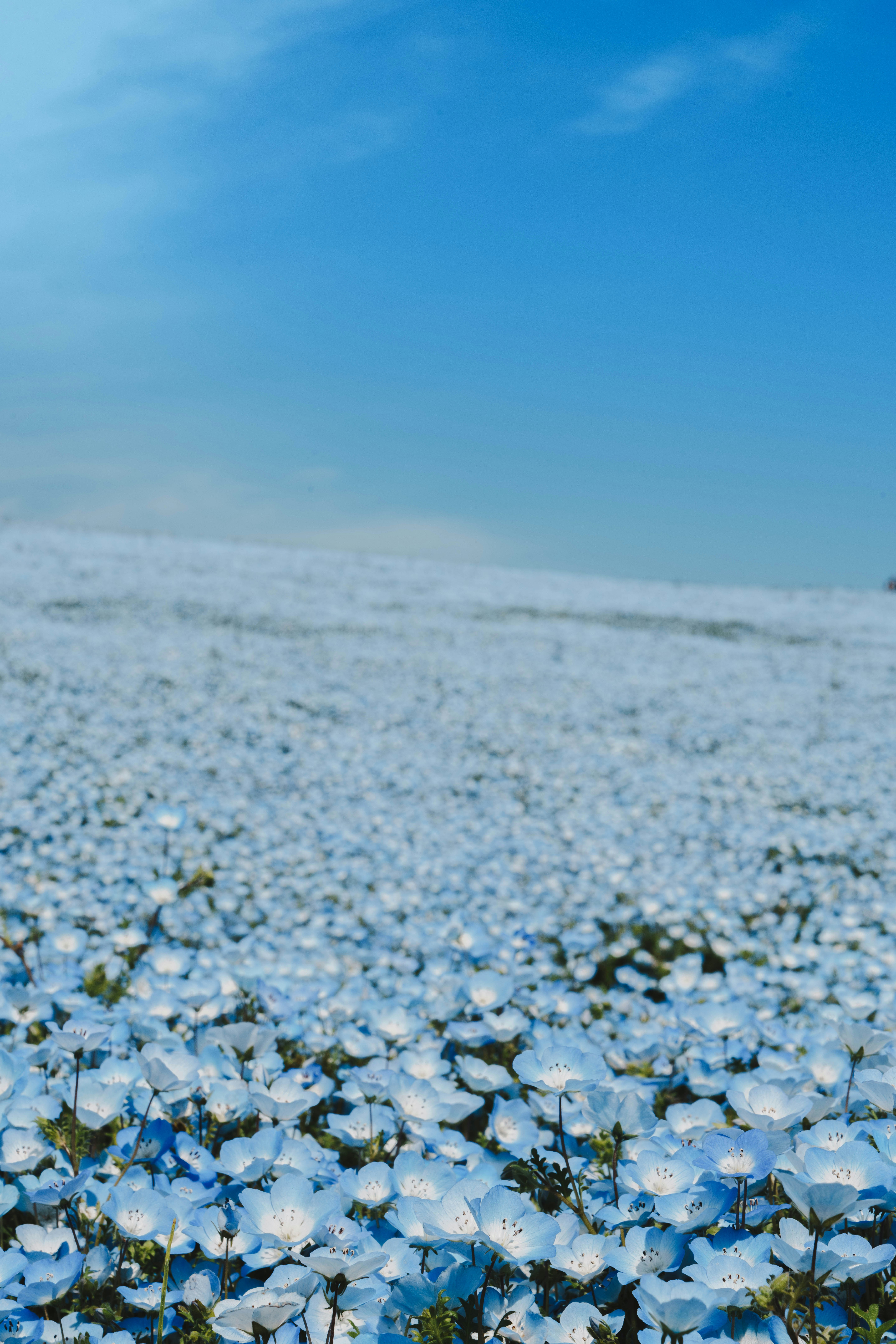 Endless Blue Field: A Sea of White Hydrangea Under a Wide Sky