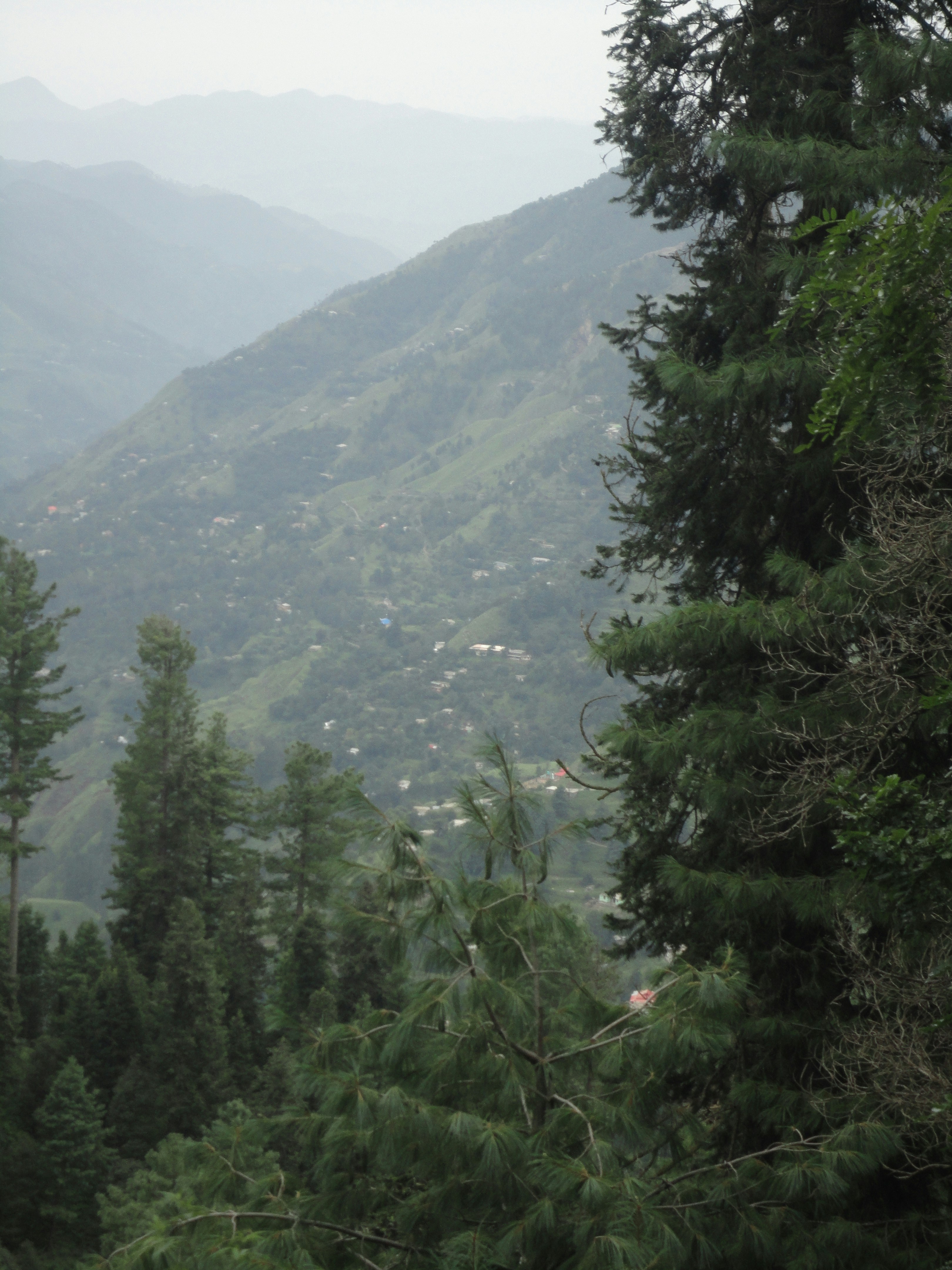 Mist over valley staircases: a pine-framed overlook