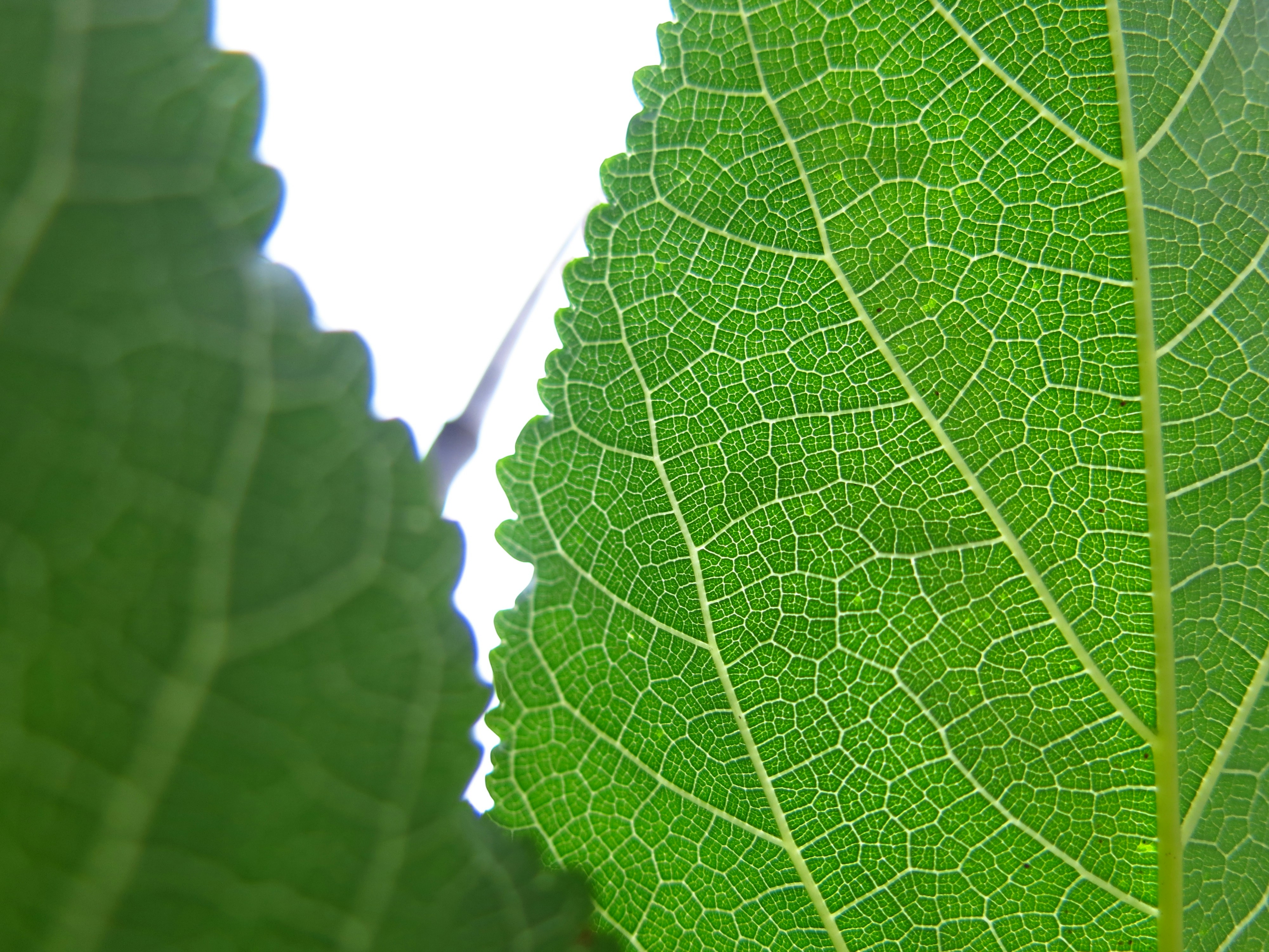 Vein Network in Emerald Leaf: Macro View of Leaf Texture and Structure