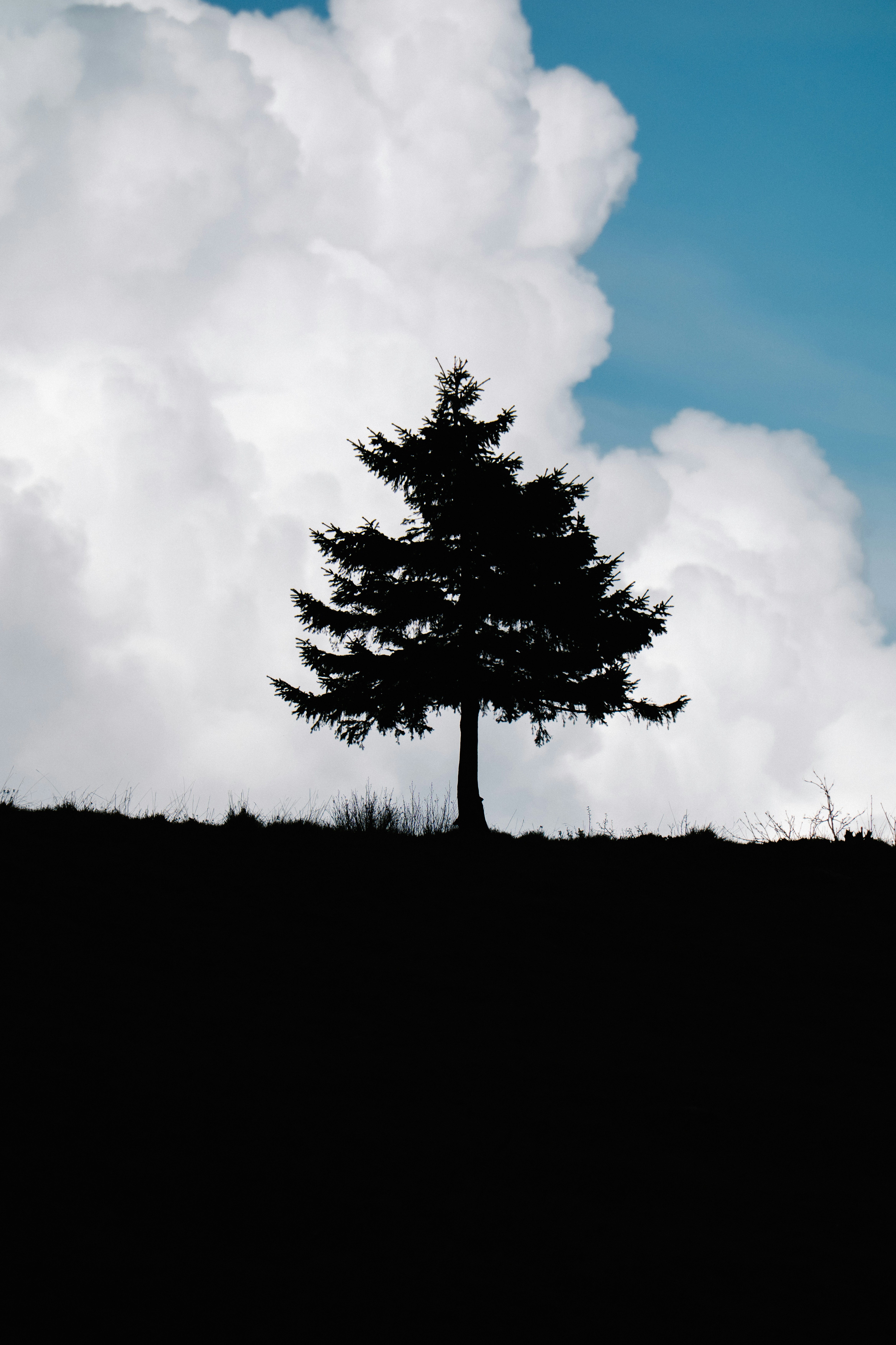 Solitary Pine on the Horizon