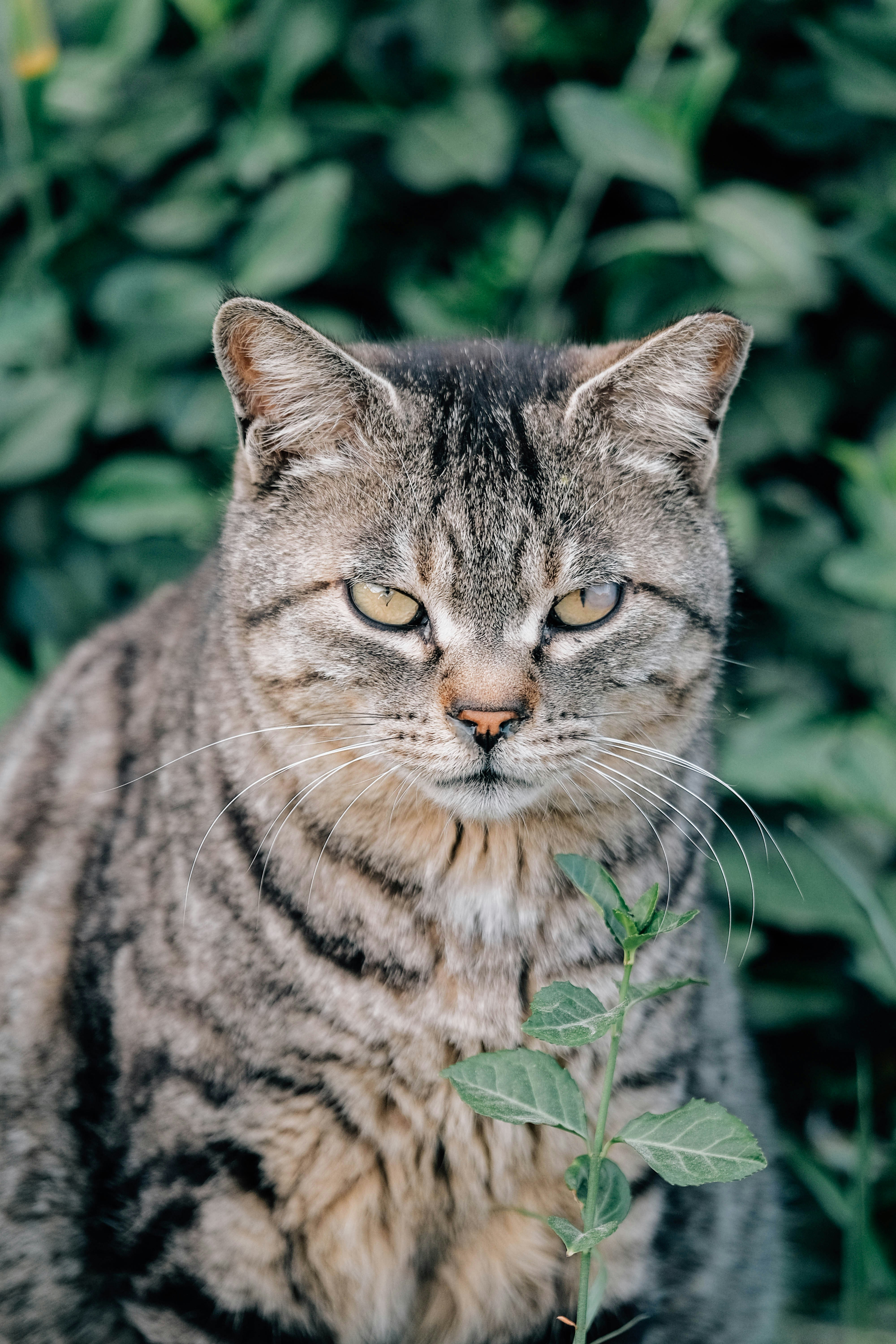 Eyes in the Garden: a Striped Cat in Quiet Focus