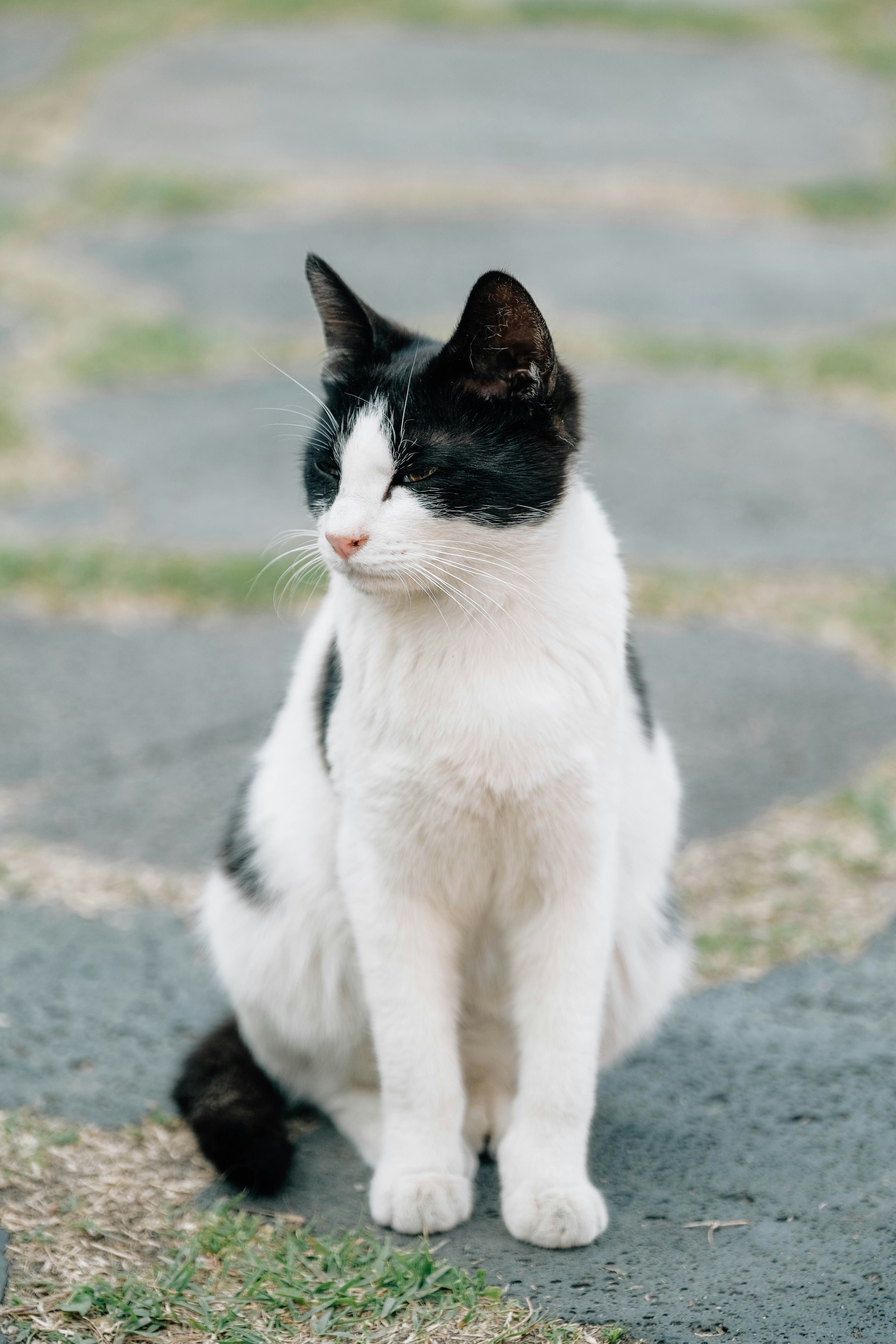 Black-and-White Cat in Sunlit Path