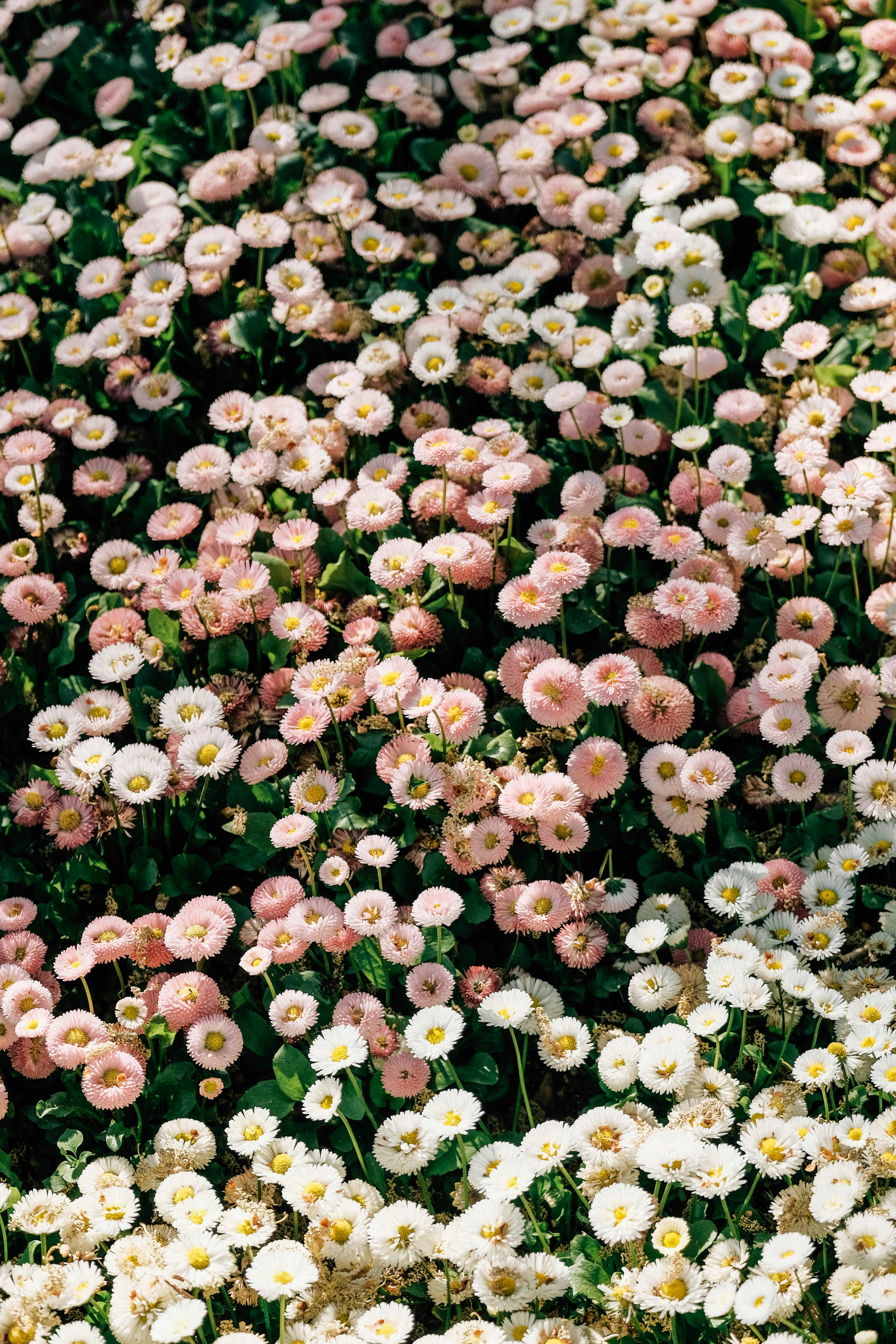 Petal Mosaic: Sunlit Daisies in a Velvet Meadow