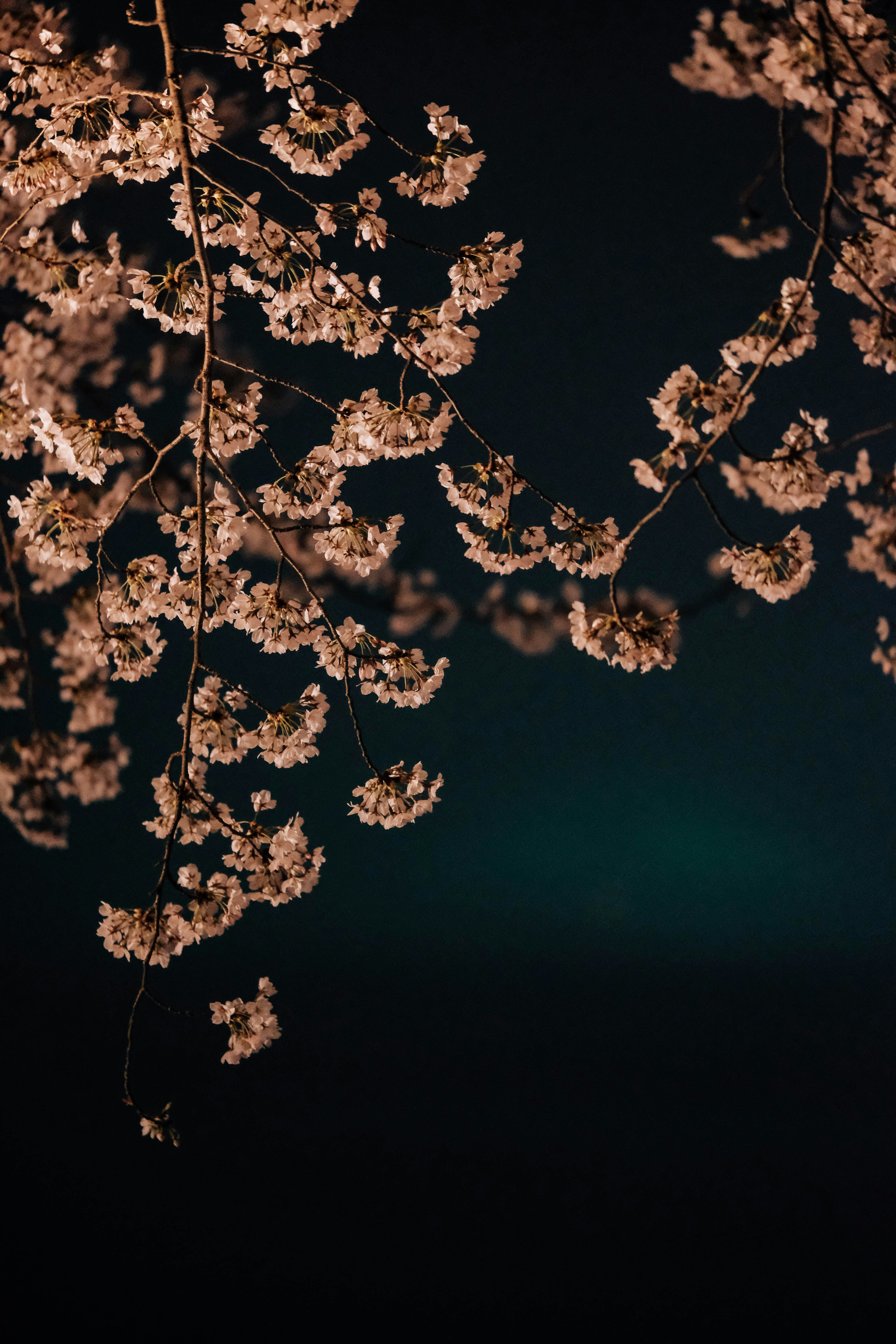 Dusky Cherry Bloom Cascade