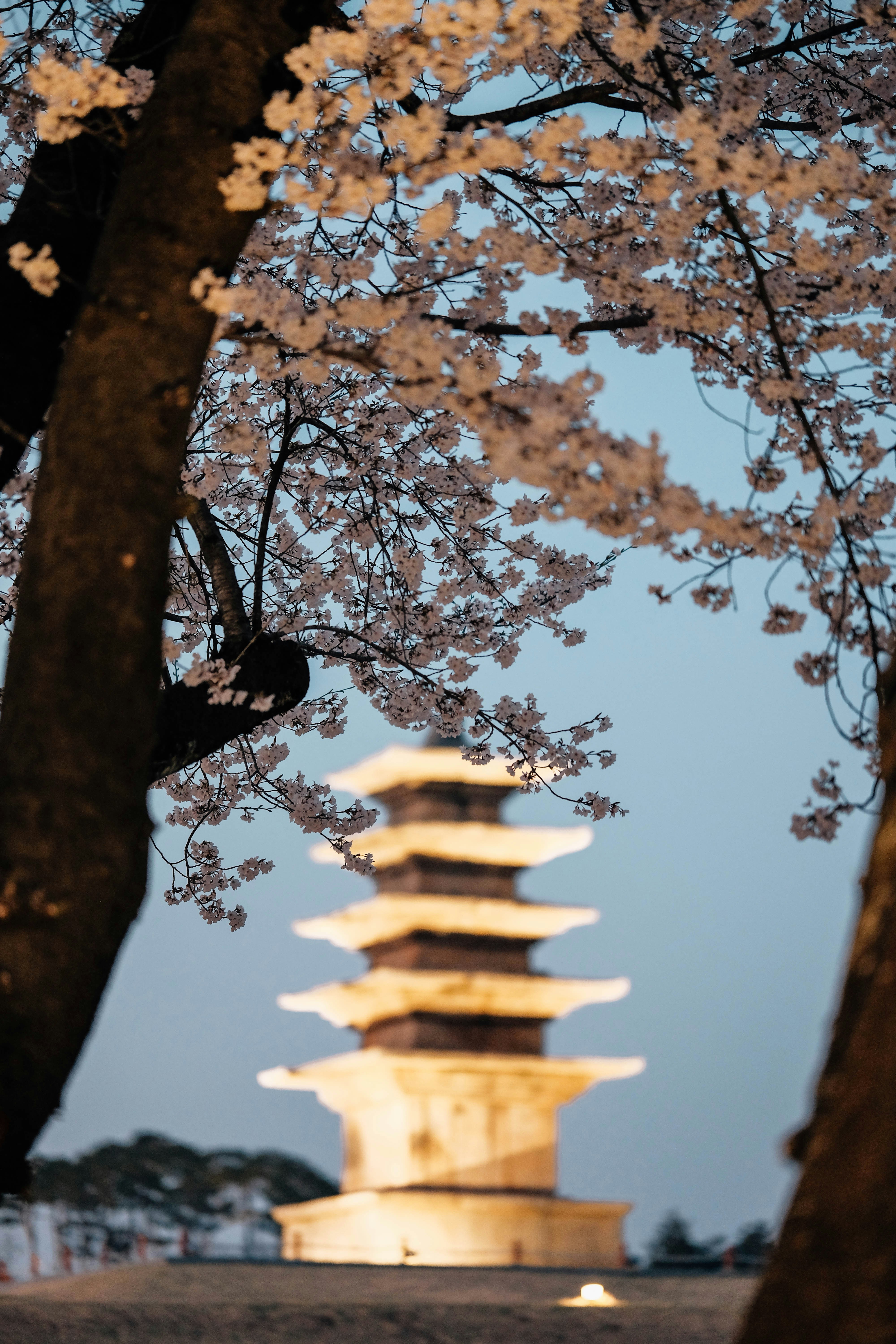 Blossoms Framing a Lantern Pagoda in Evening Quiet