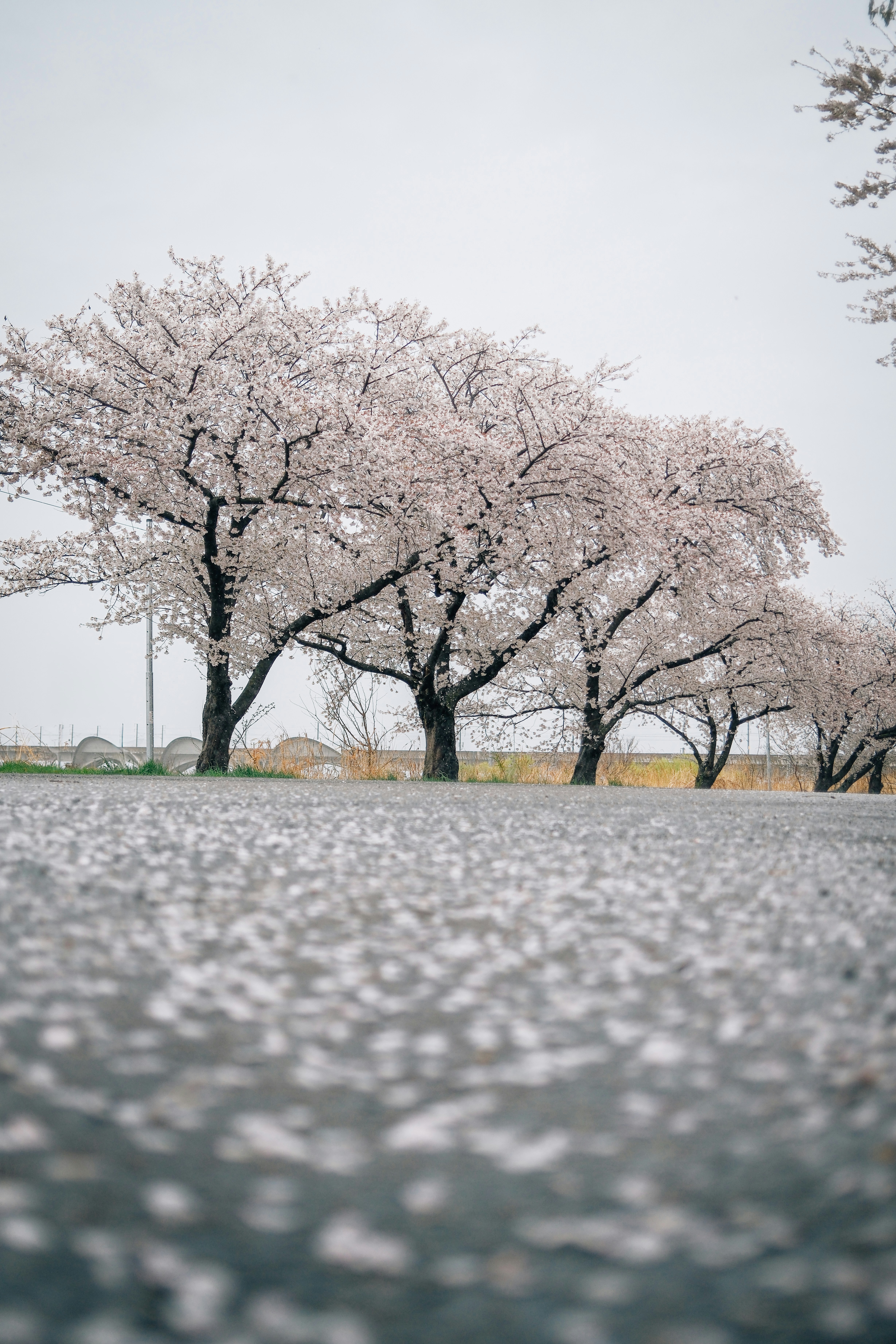 Row of Blossom Trees Baptizing the Road in Petals