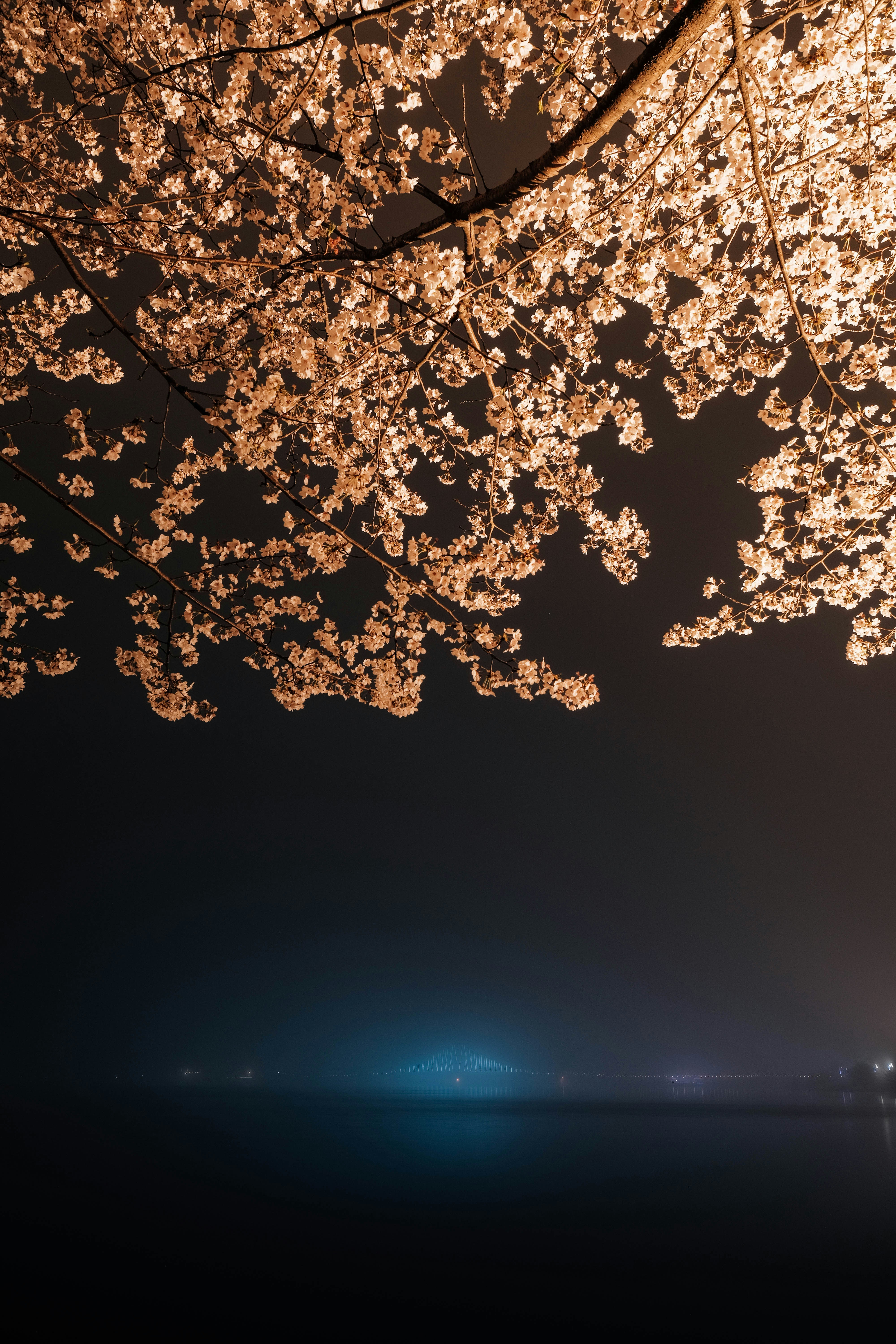 Midnight Cherry Bloom Arc Over Still Waters