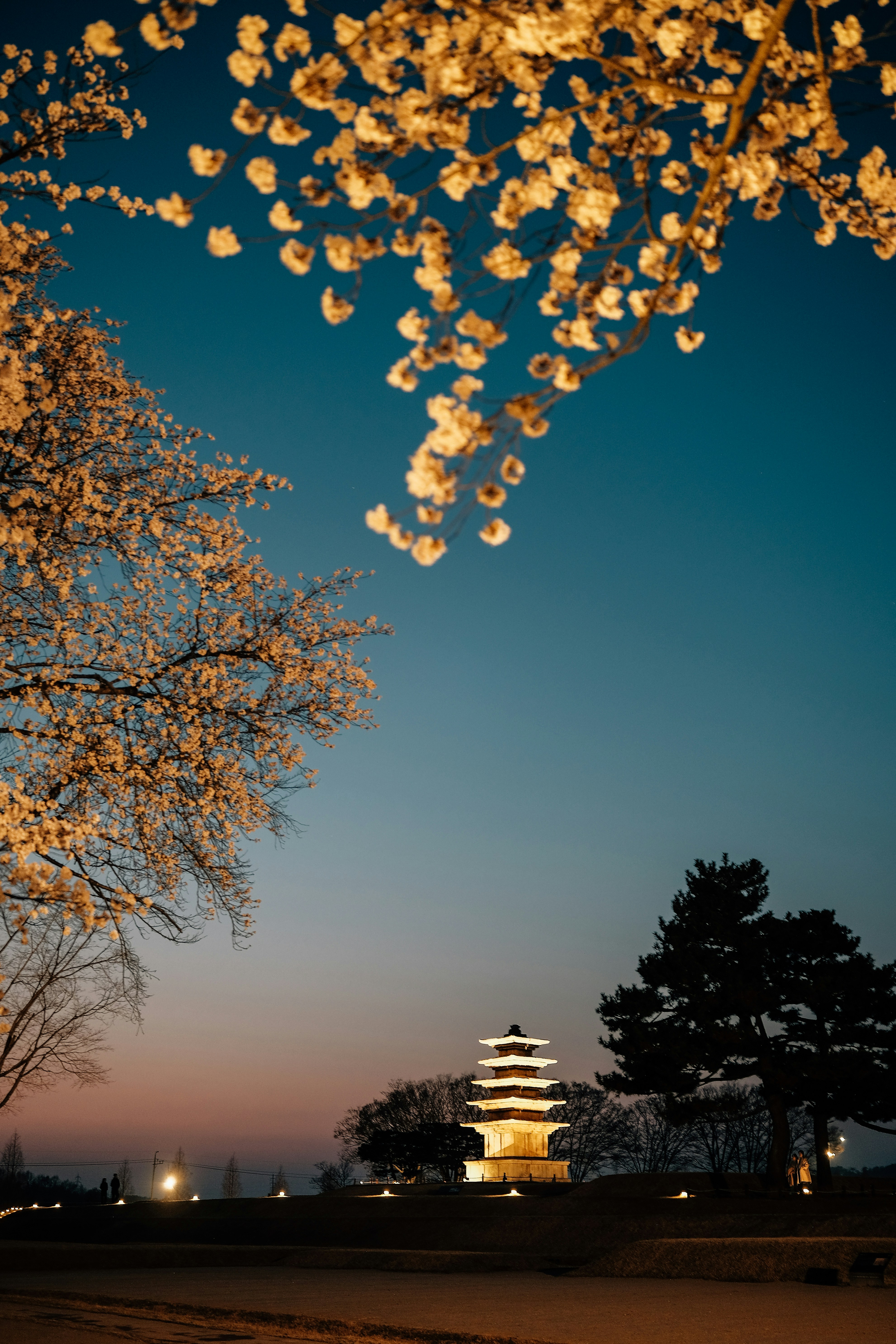 Evening Pagoda Under Golden Cherry Branches