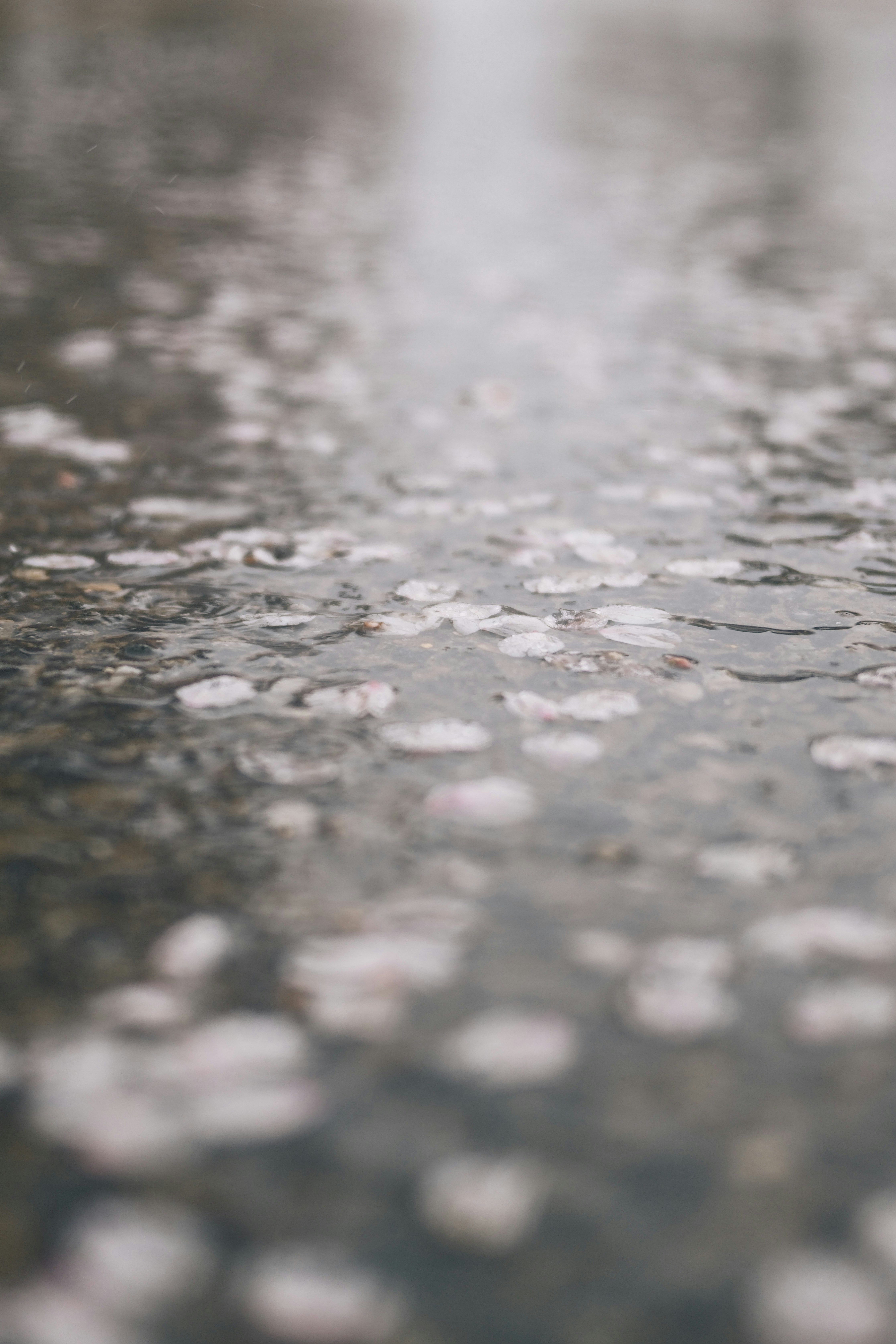 Petals on a Quiet Street: A Soft Rain (Close-Up of Puddled Petal Scatter)