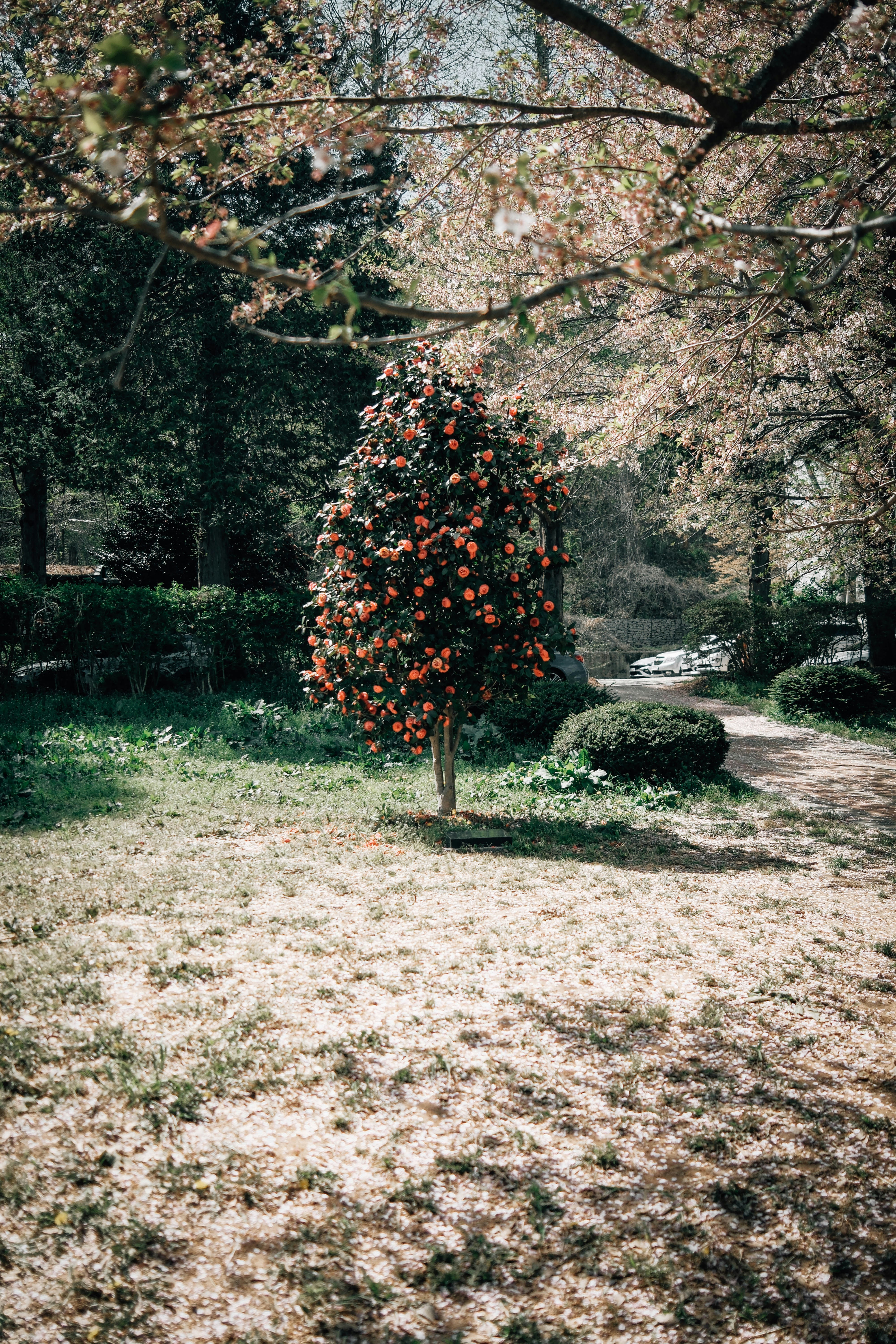 The Central Blossom: A Sunlit Orchard in Bloom