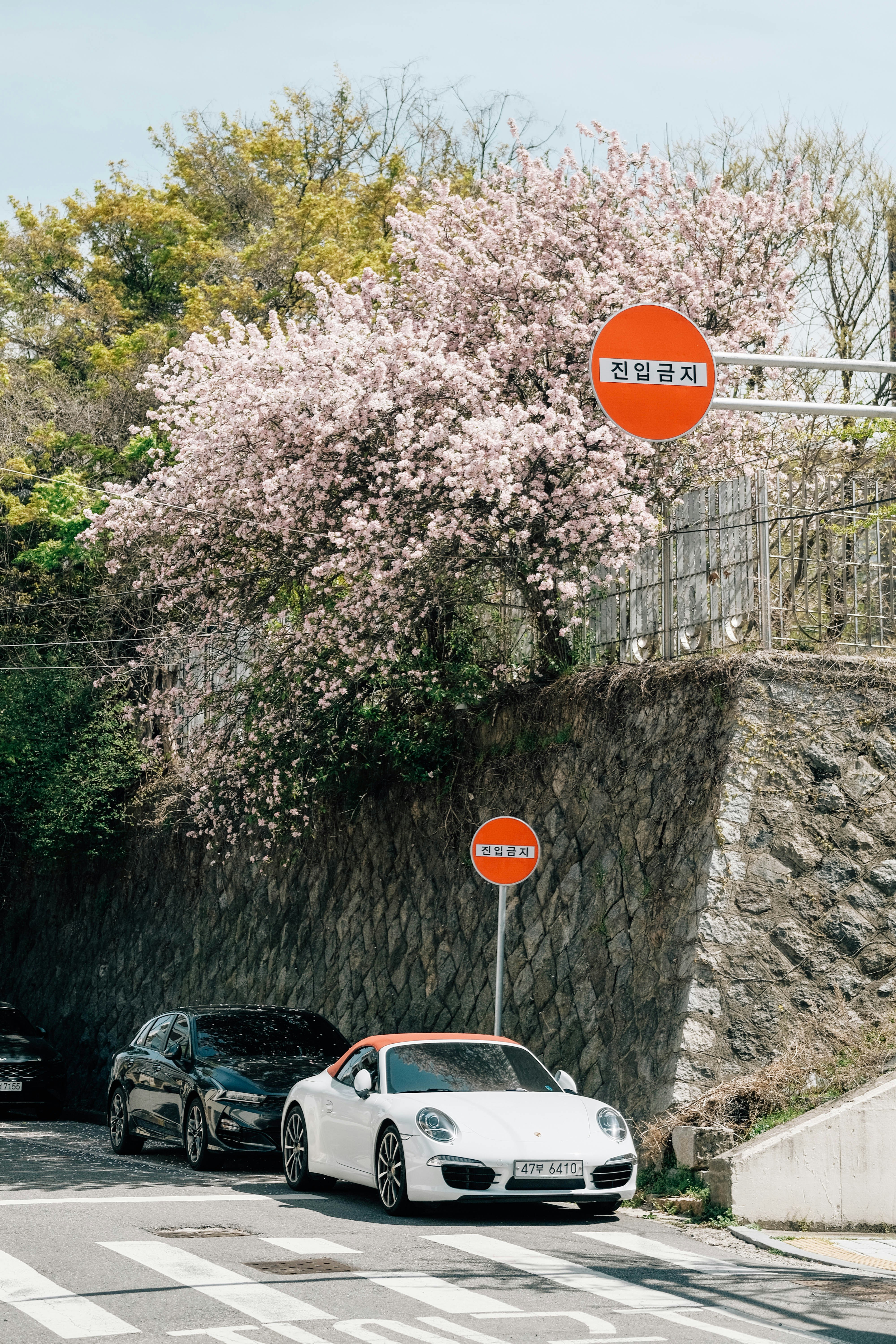 Blossoms and Street, a Quiet Car Crossing