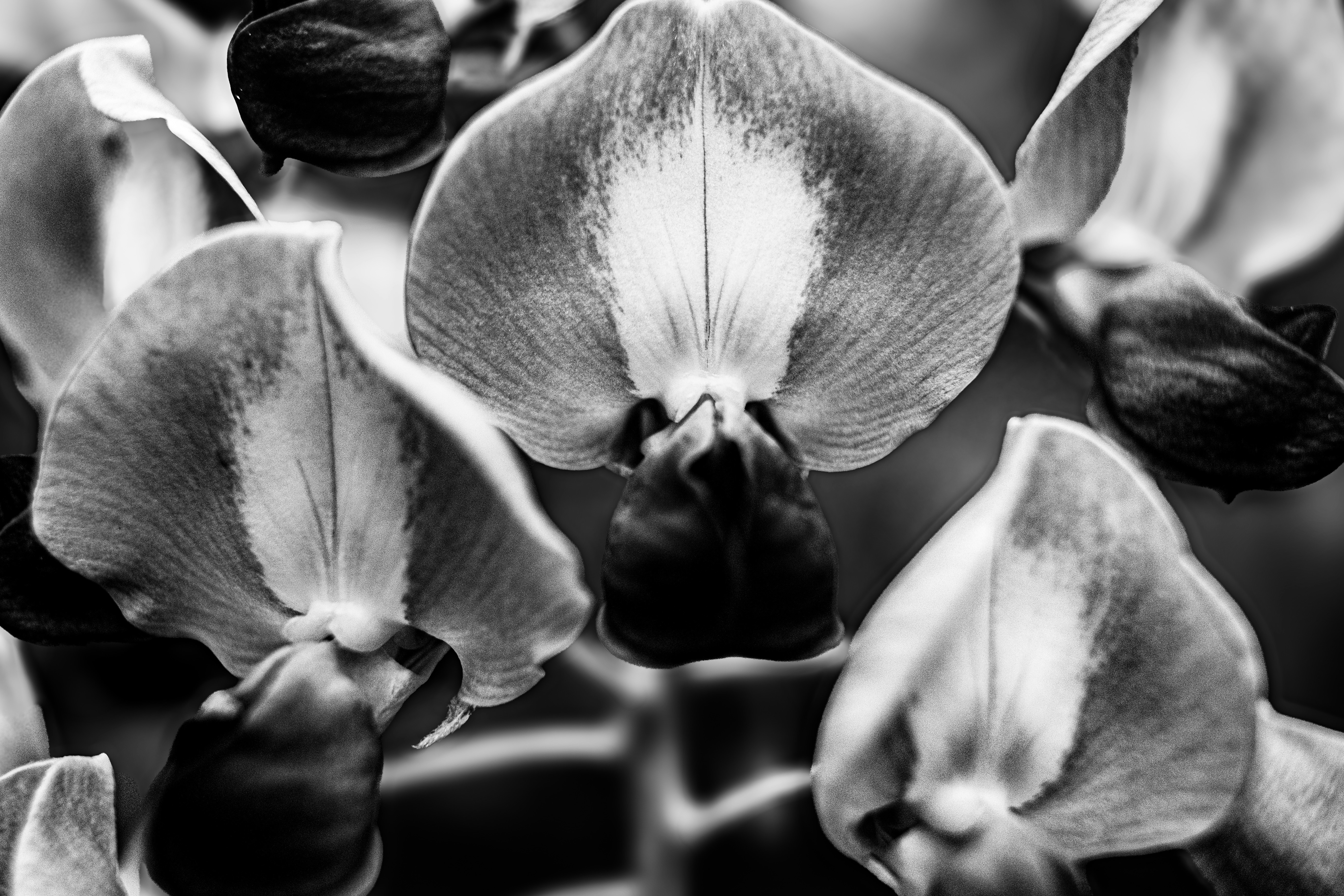 Monochrome Orchid Close: Veins and Velvet in Sharp Focus