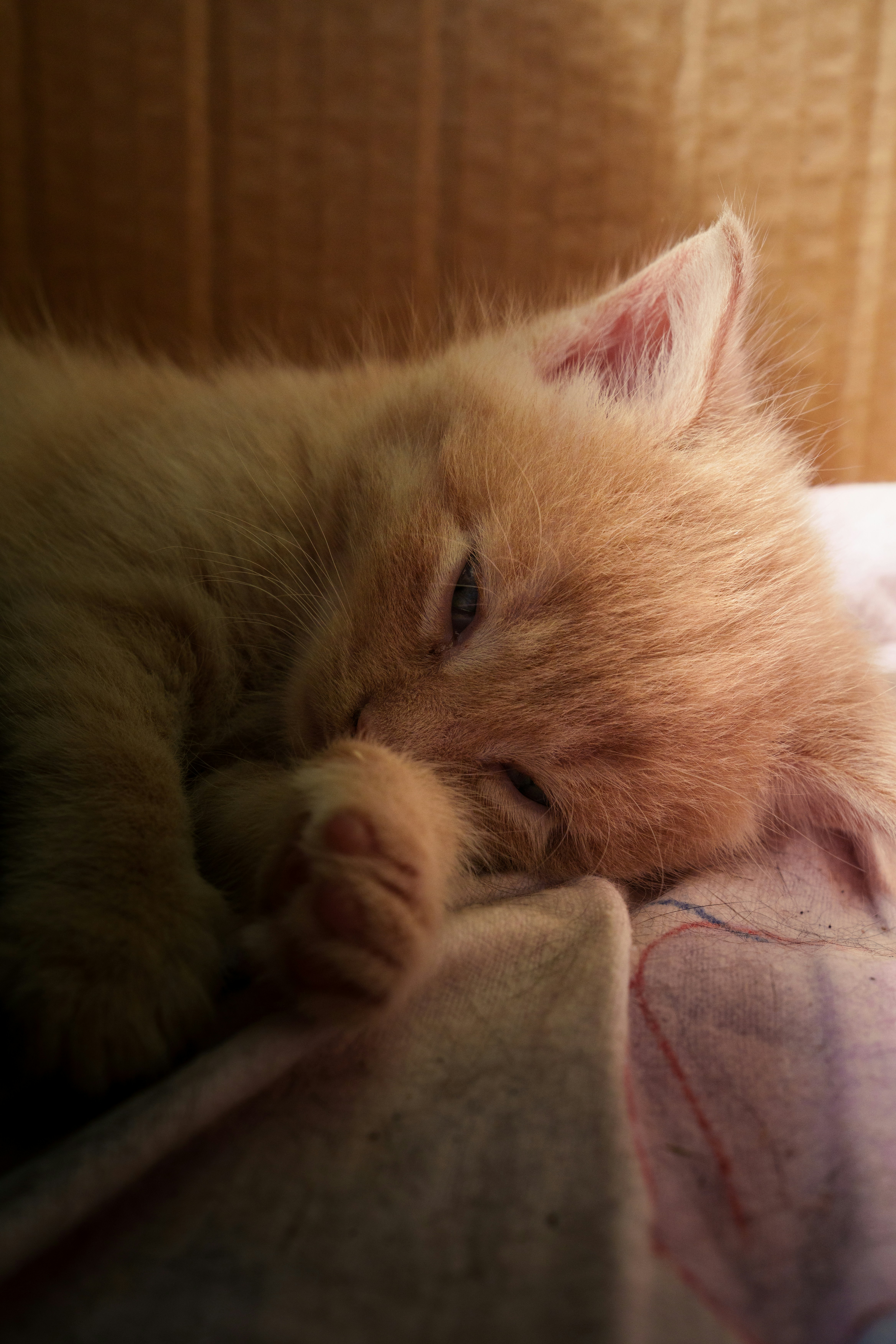 Quiet Orange Kitten Dozing Under Warm Light