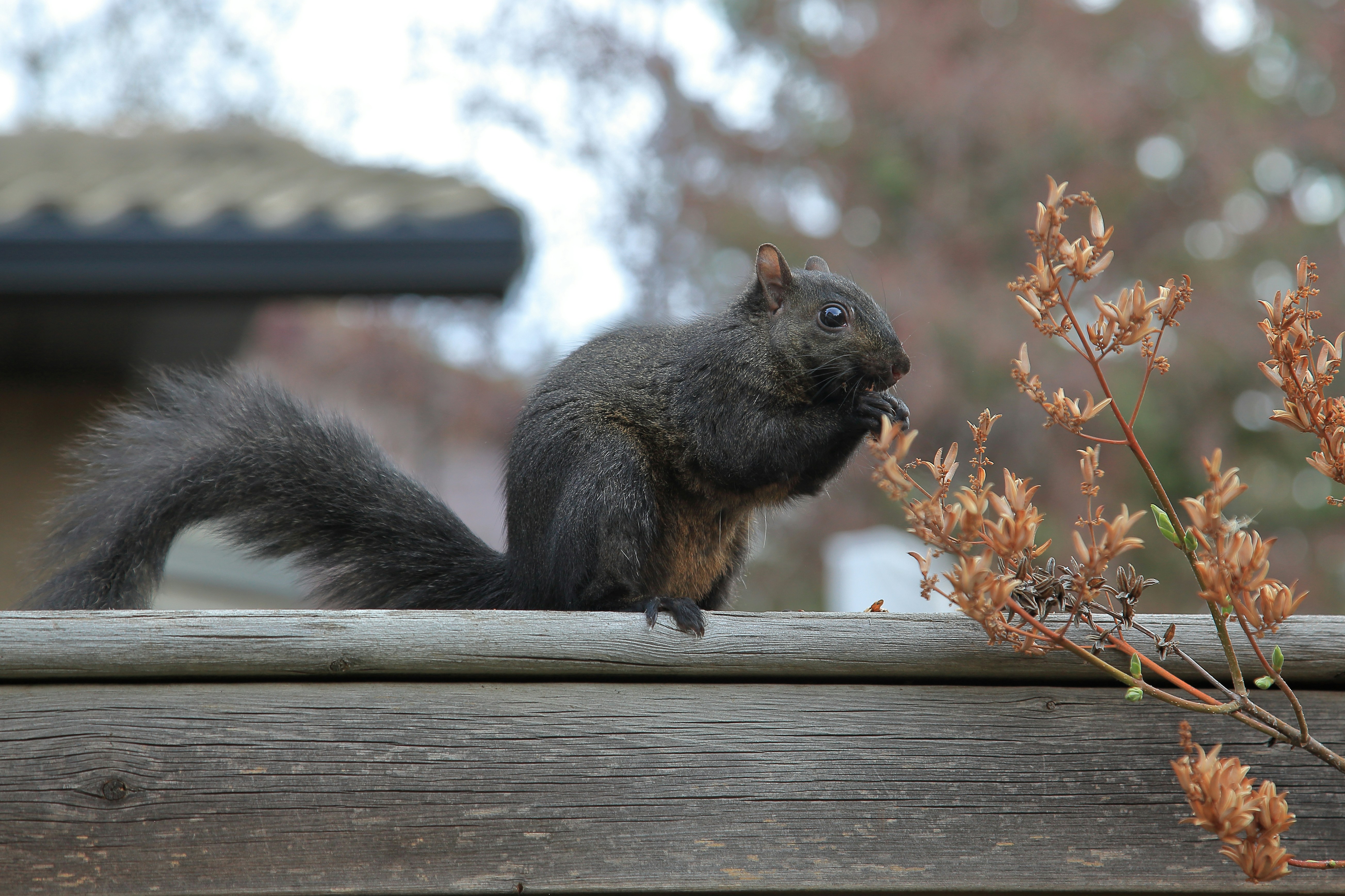 Squirrel Pause: A wary moment on weathered rails