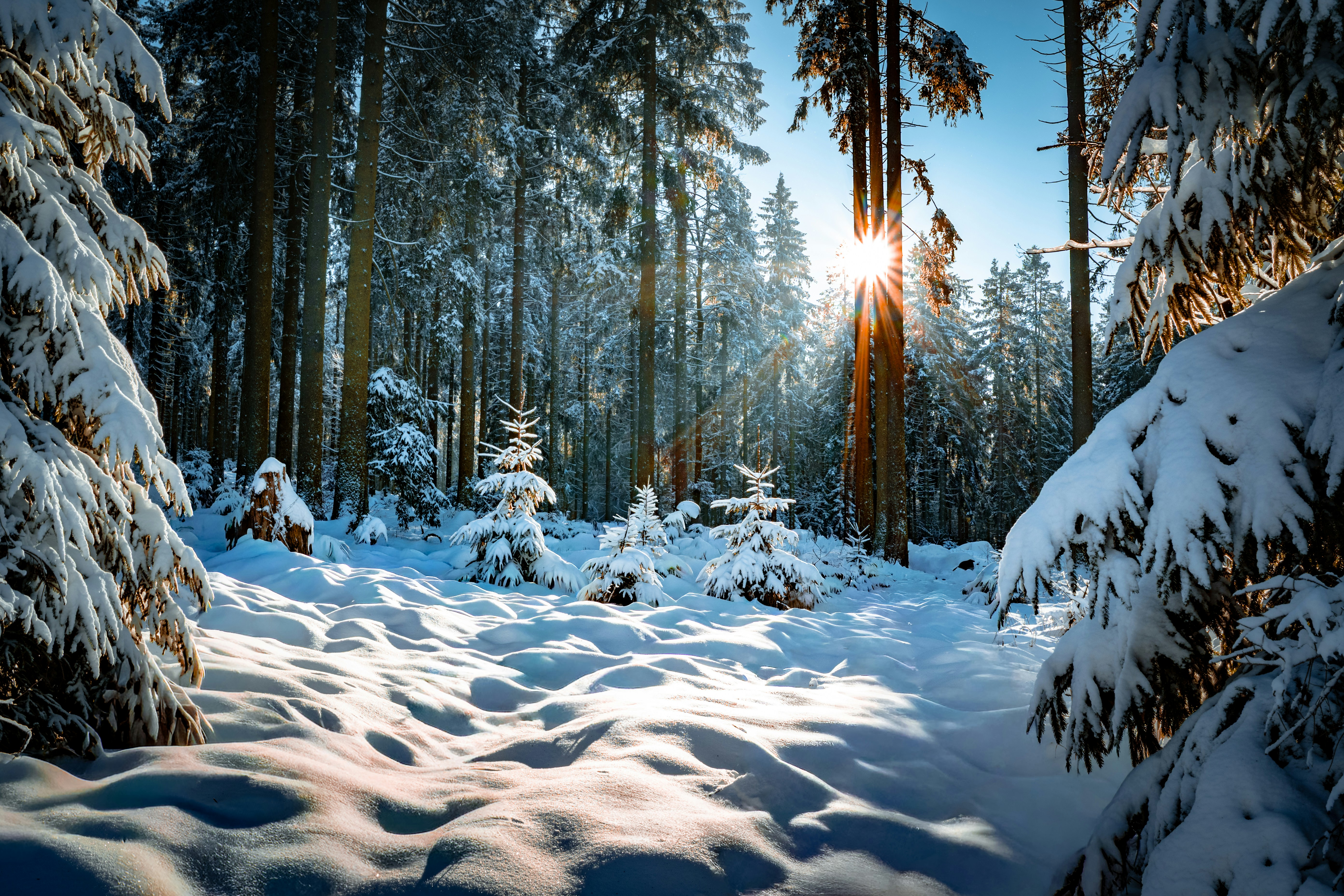 Sunlit Fir Forest in Fresh Snow