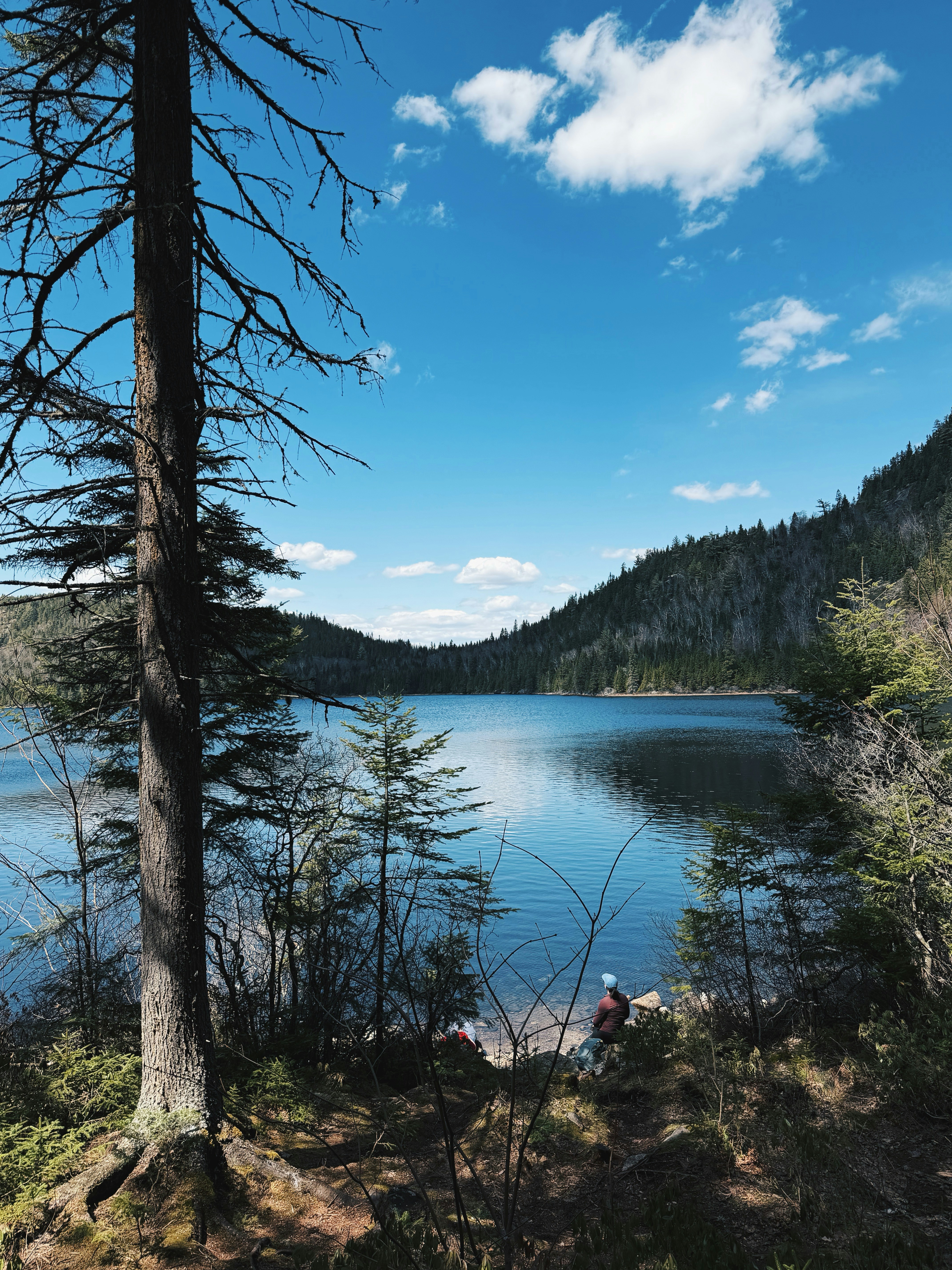 Quiet Lakeside Vista: Dawn Between Pines