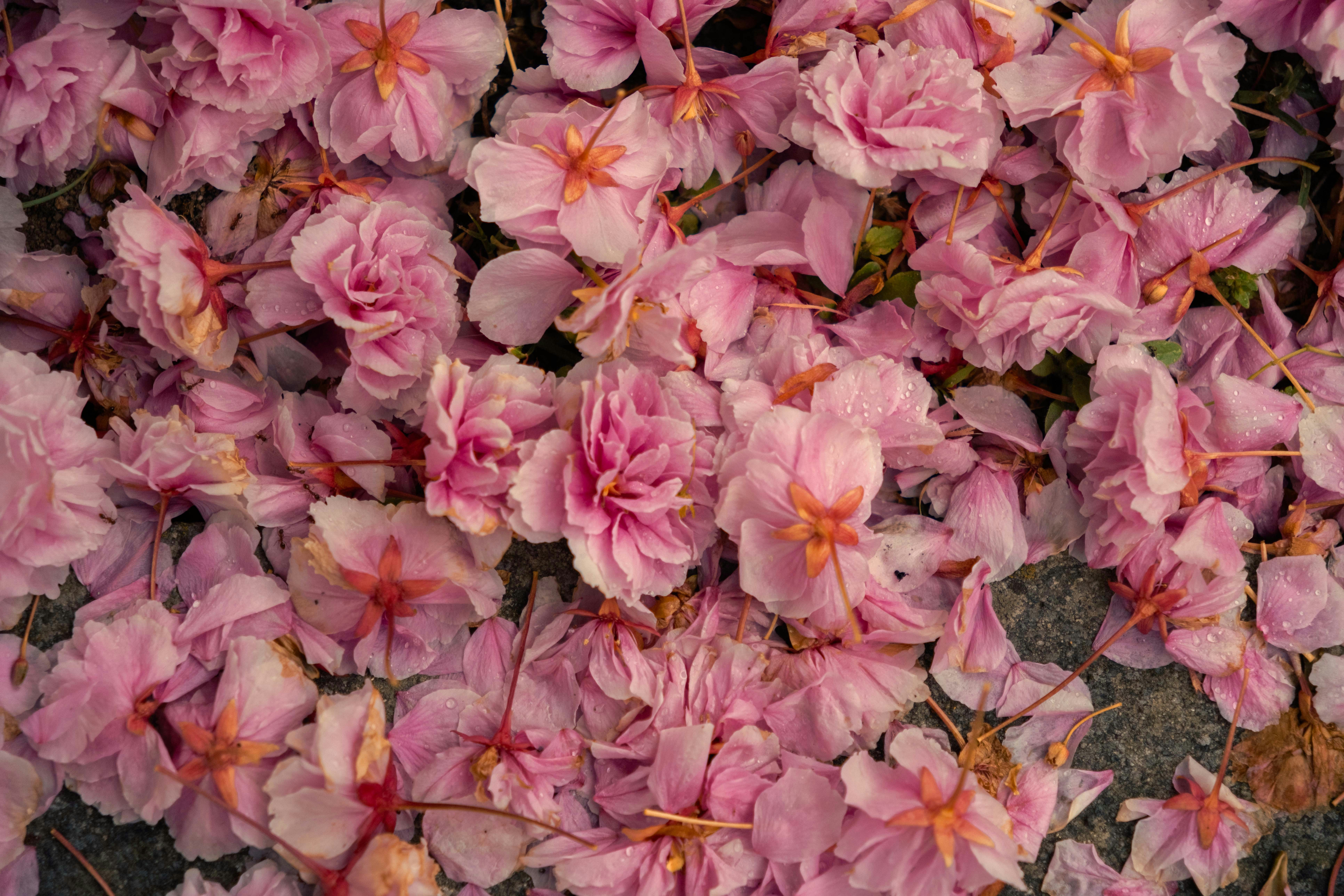 Petals on the Path: A Soft Ground-cover Mosaic of Pink Blooms