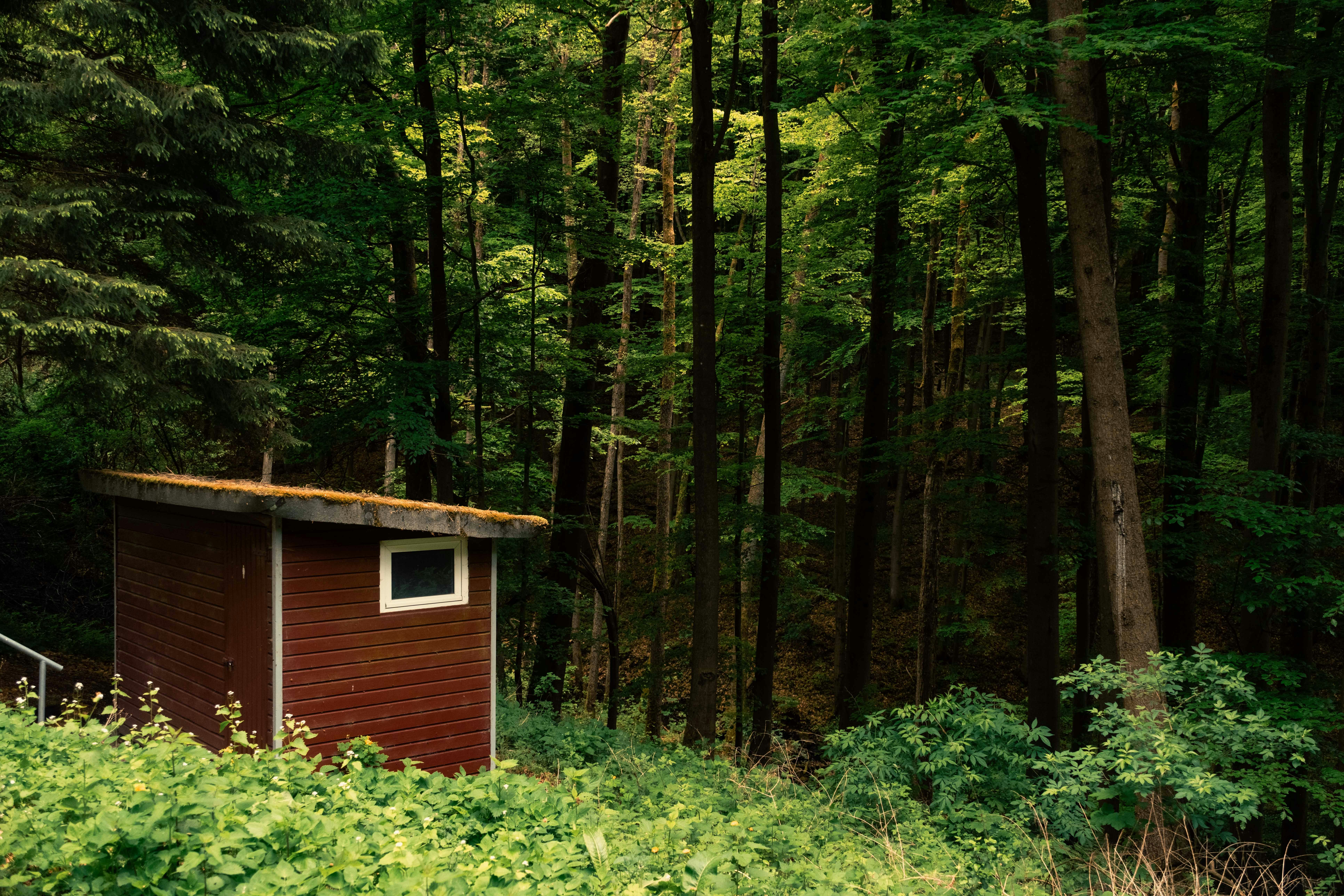 A Quiet Outbuilding at the Edge of the Forest