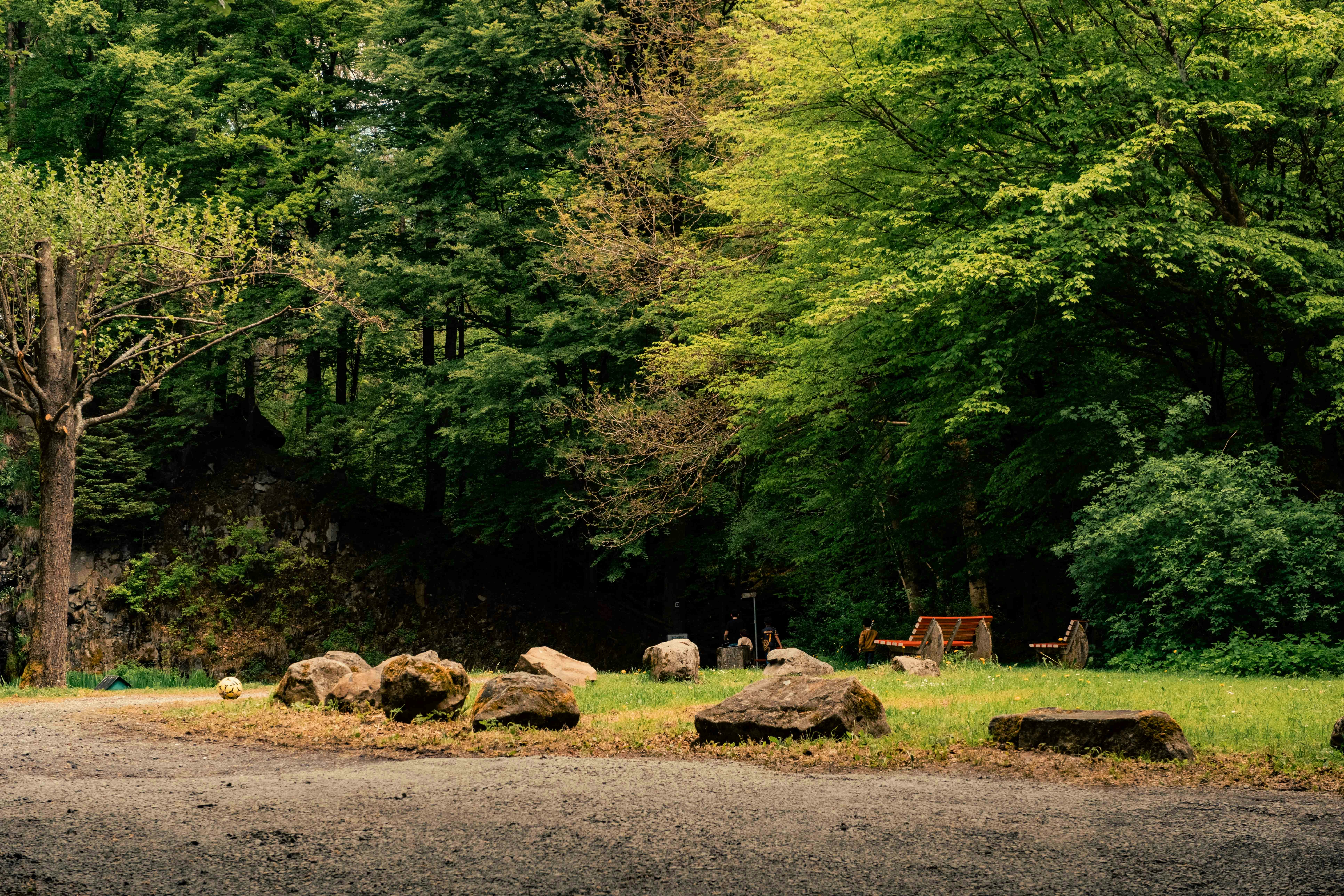 Quiet clearing with scattered stones in a sunlit forest