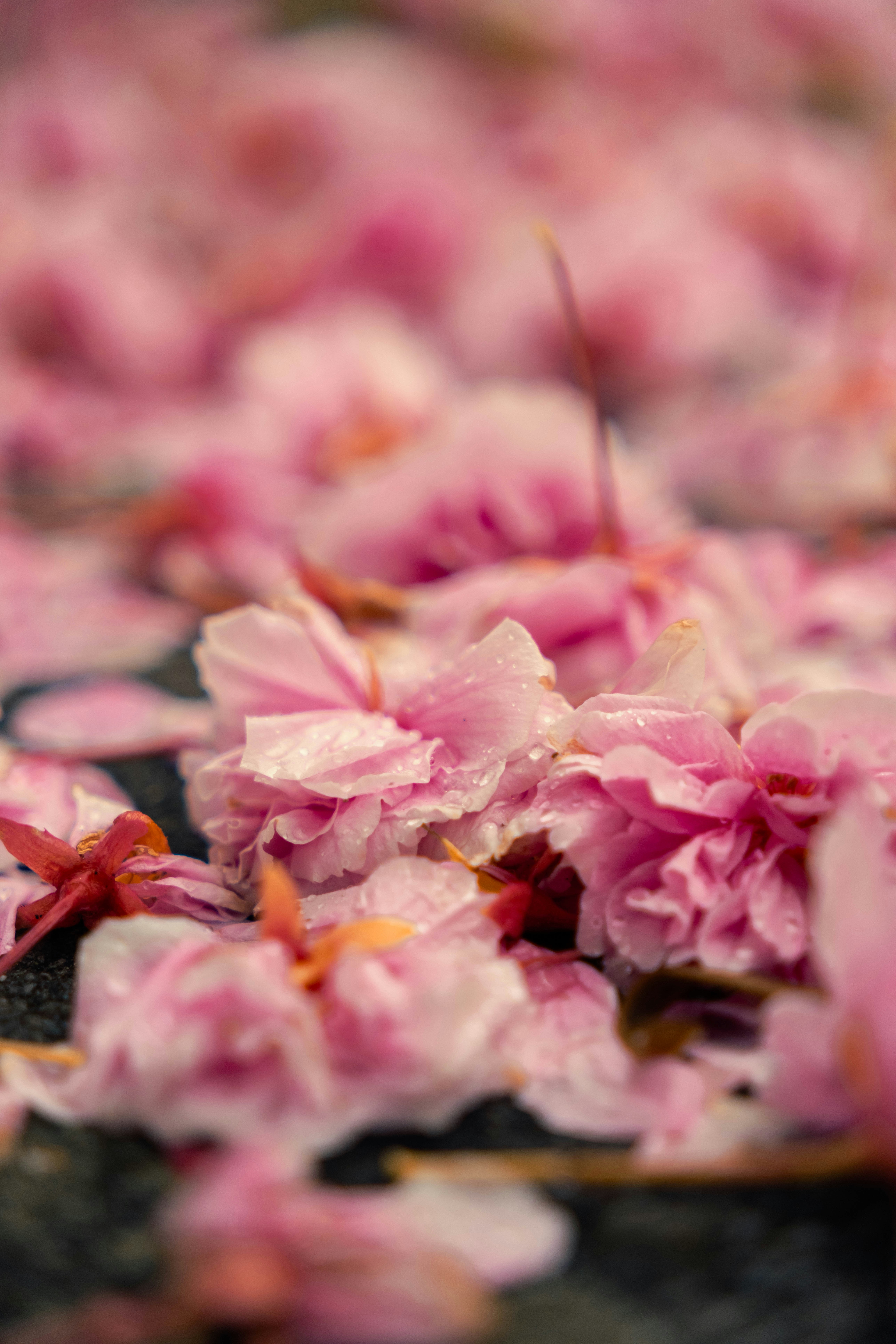 Petals in Soft Focus: A Pink Moment on the Ground