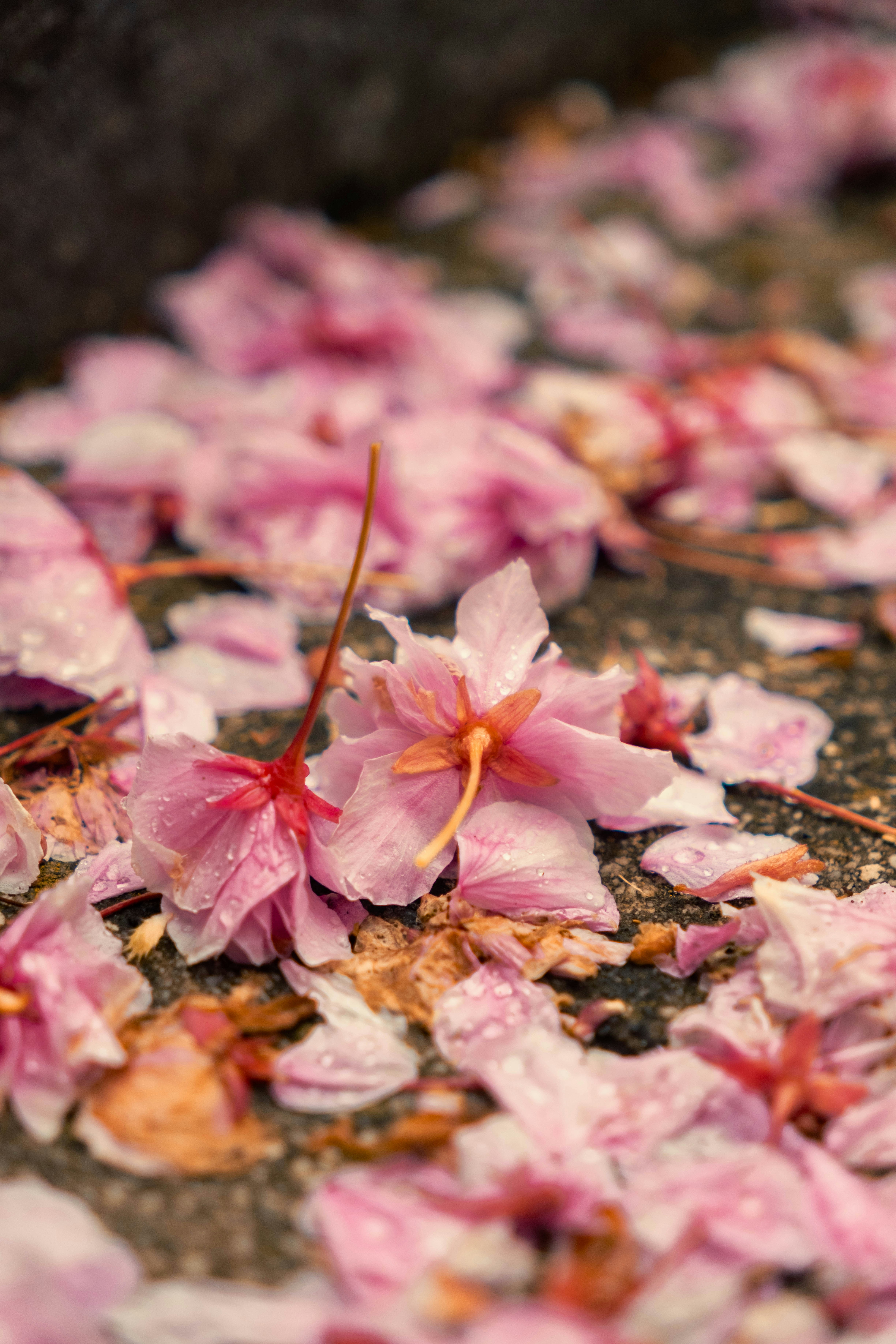 Petals on a Quiet Path: Pink Flowers Adrift on Stone