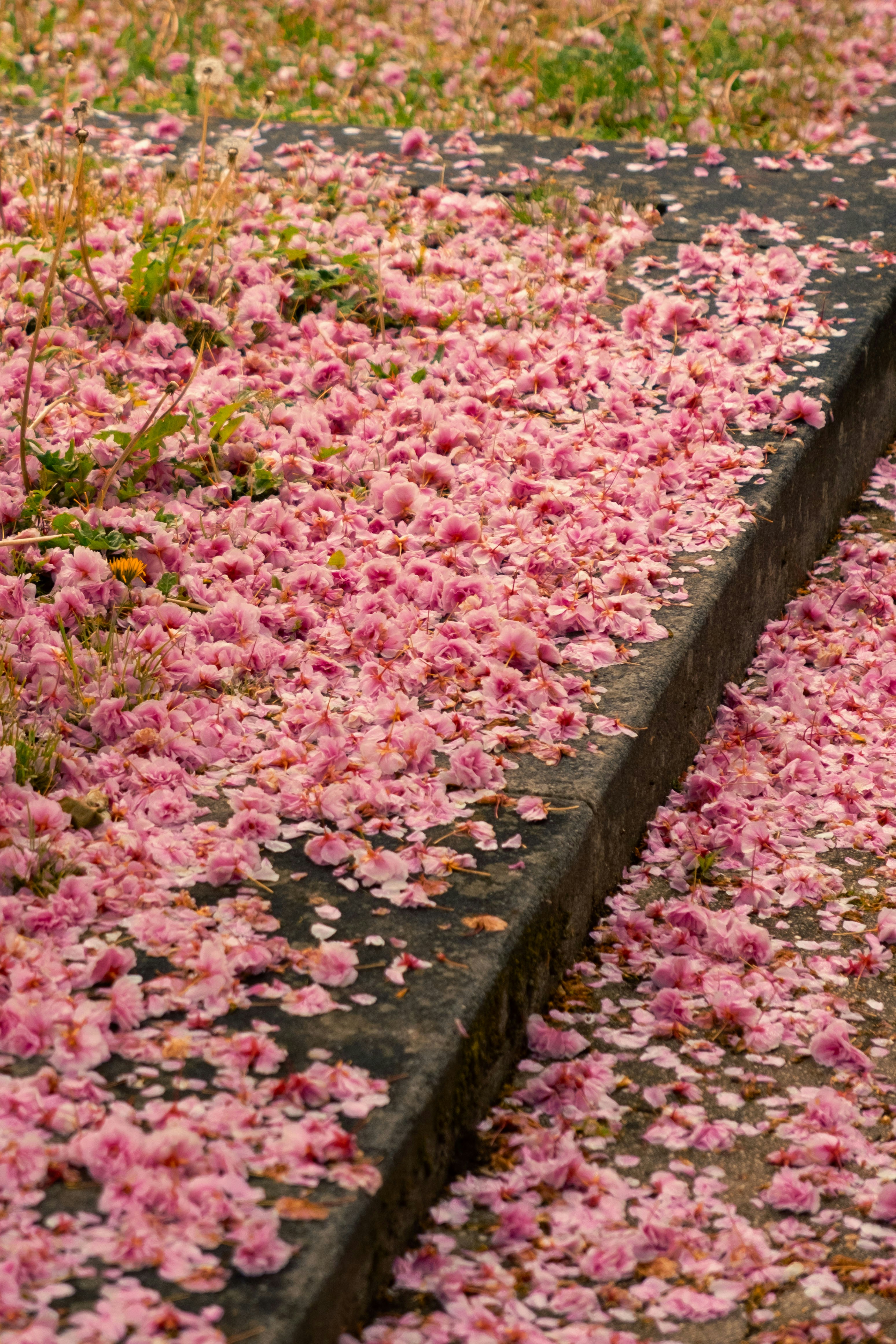 Pink Petal Aisle: Fallen Blossoms Along a Concrete Path