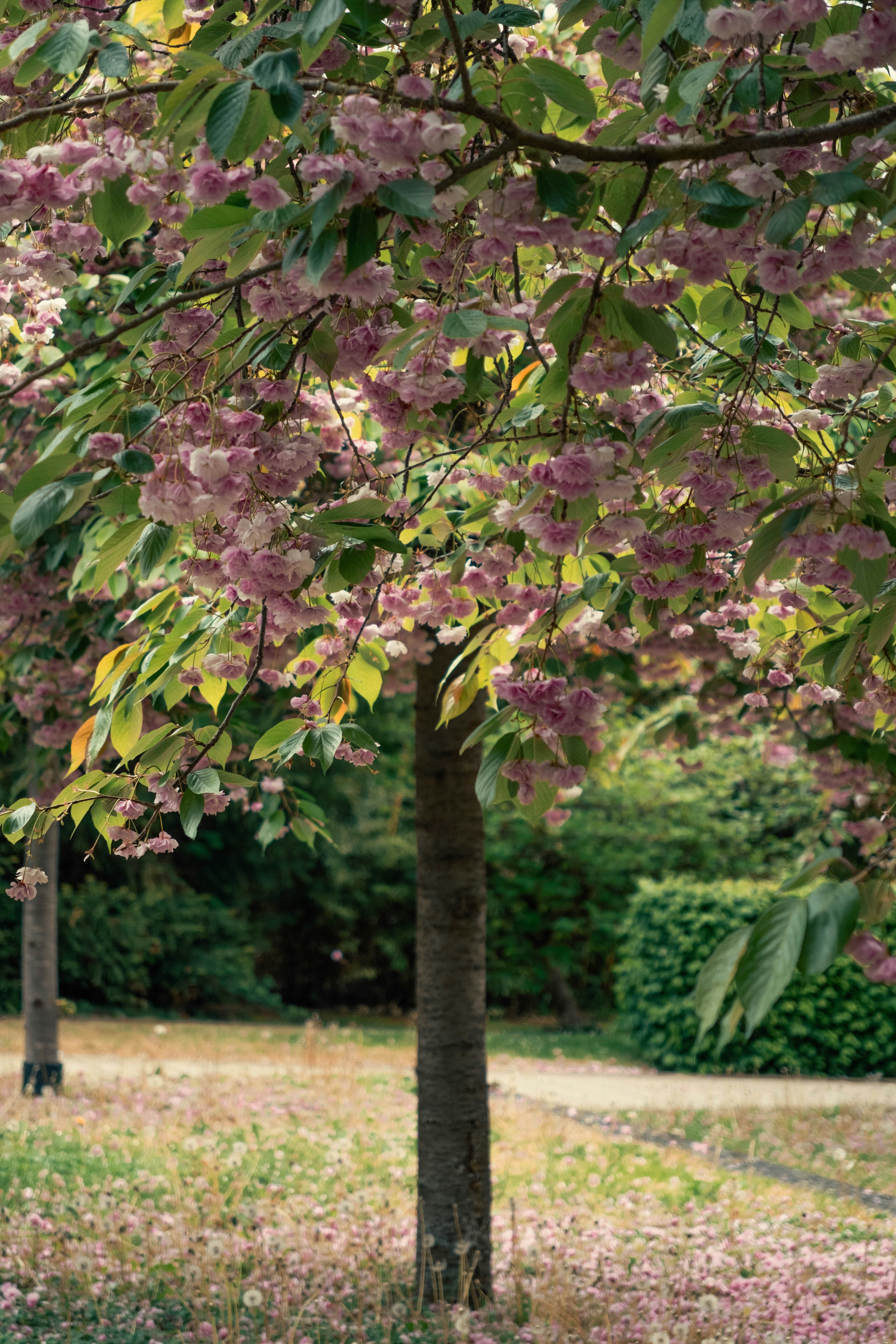 Blossoms in the Shade: A Pink-Flowered Canopy Over a Tranquil Park Trunk
