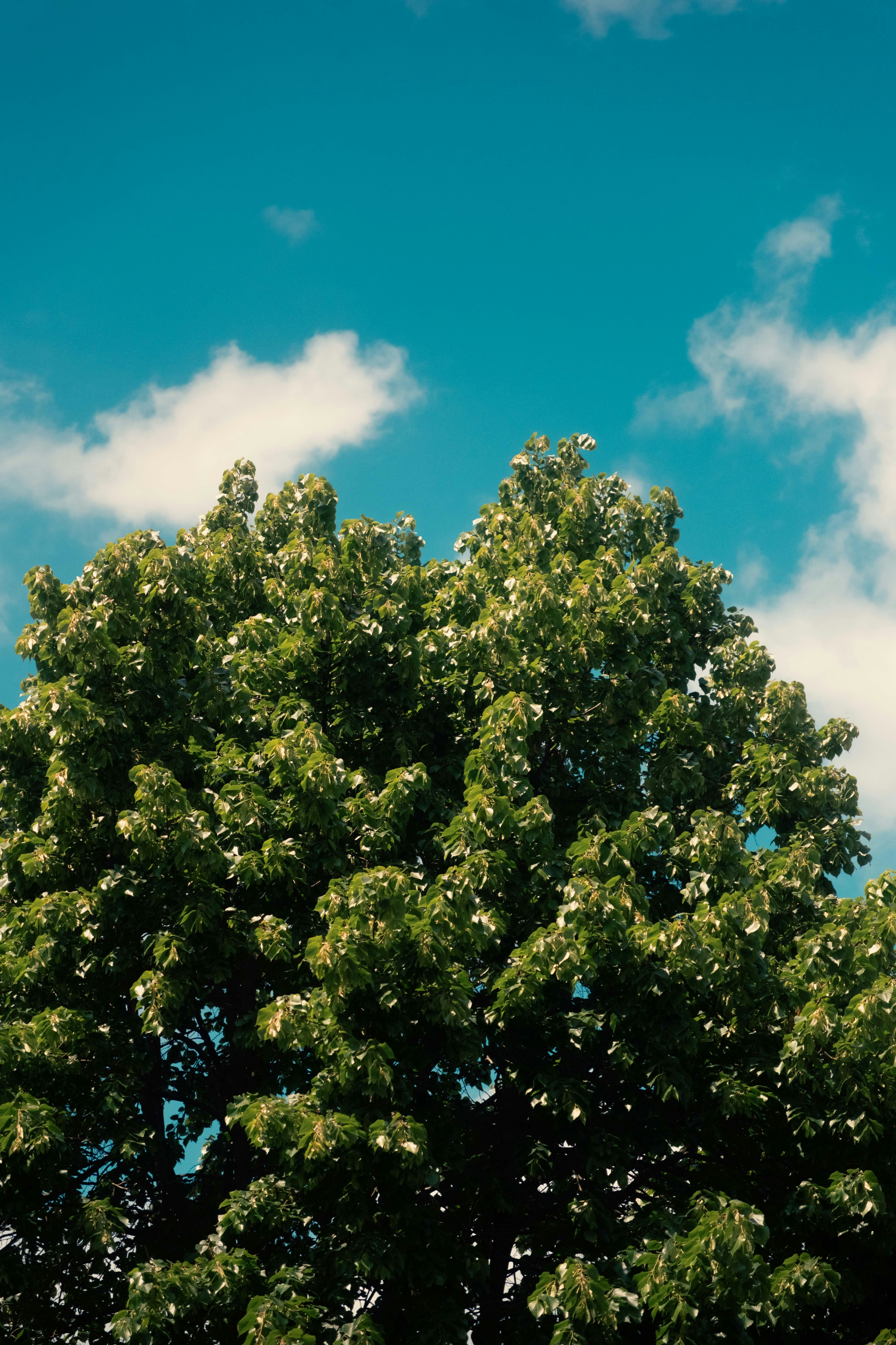 Lush green tree against a bright blue sky