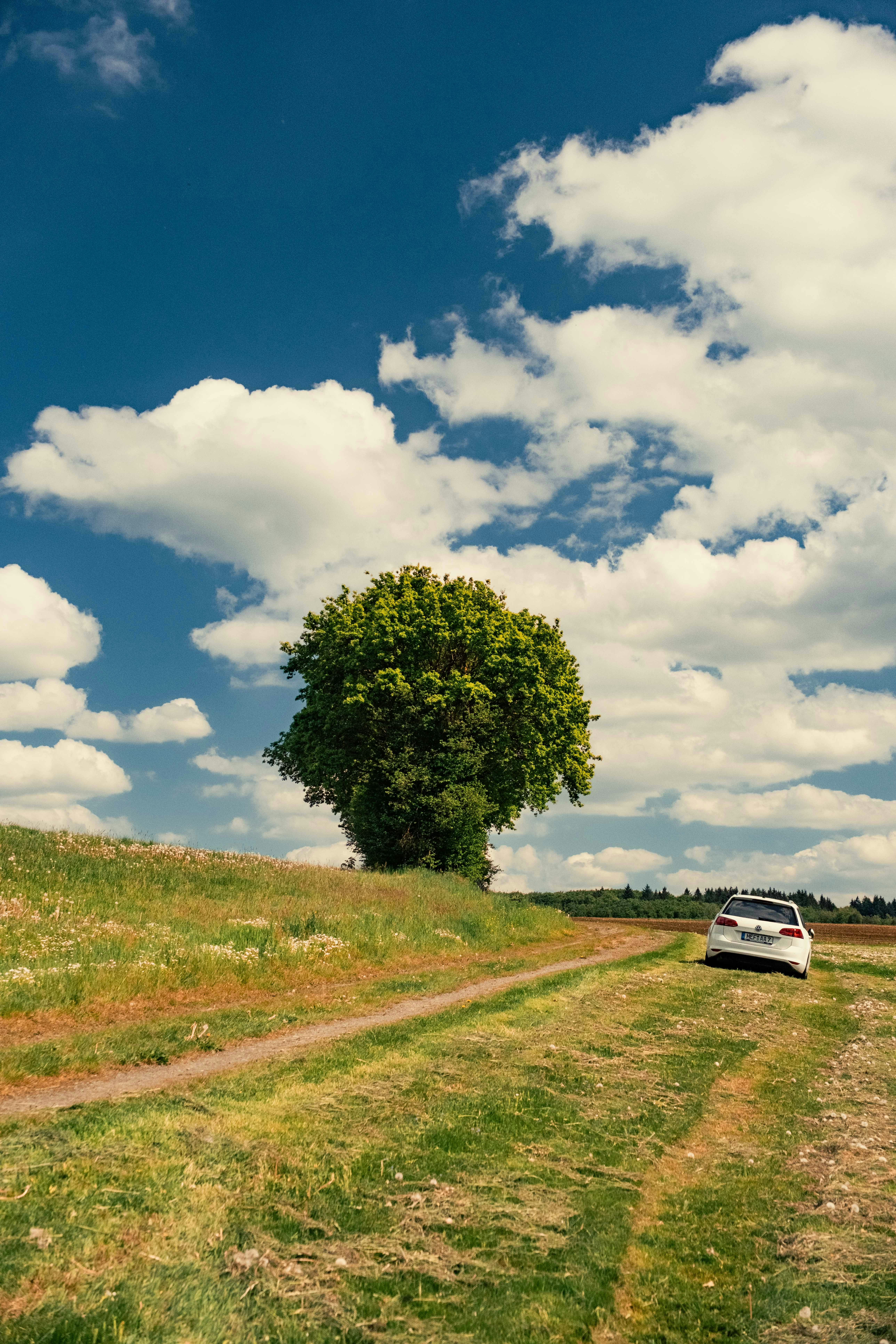  lone tree on a sunlit country road