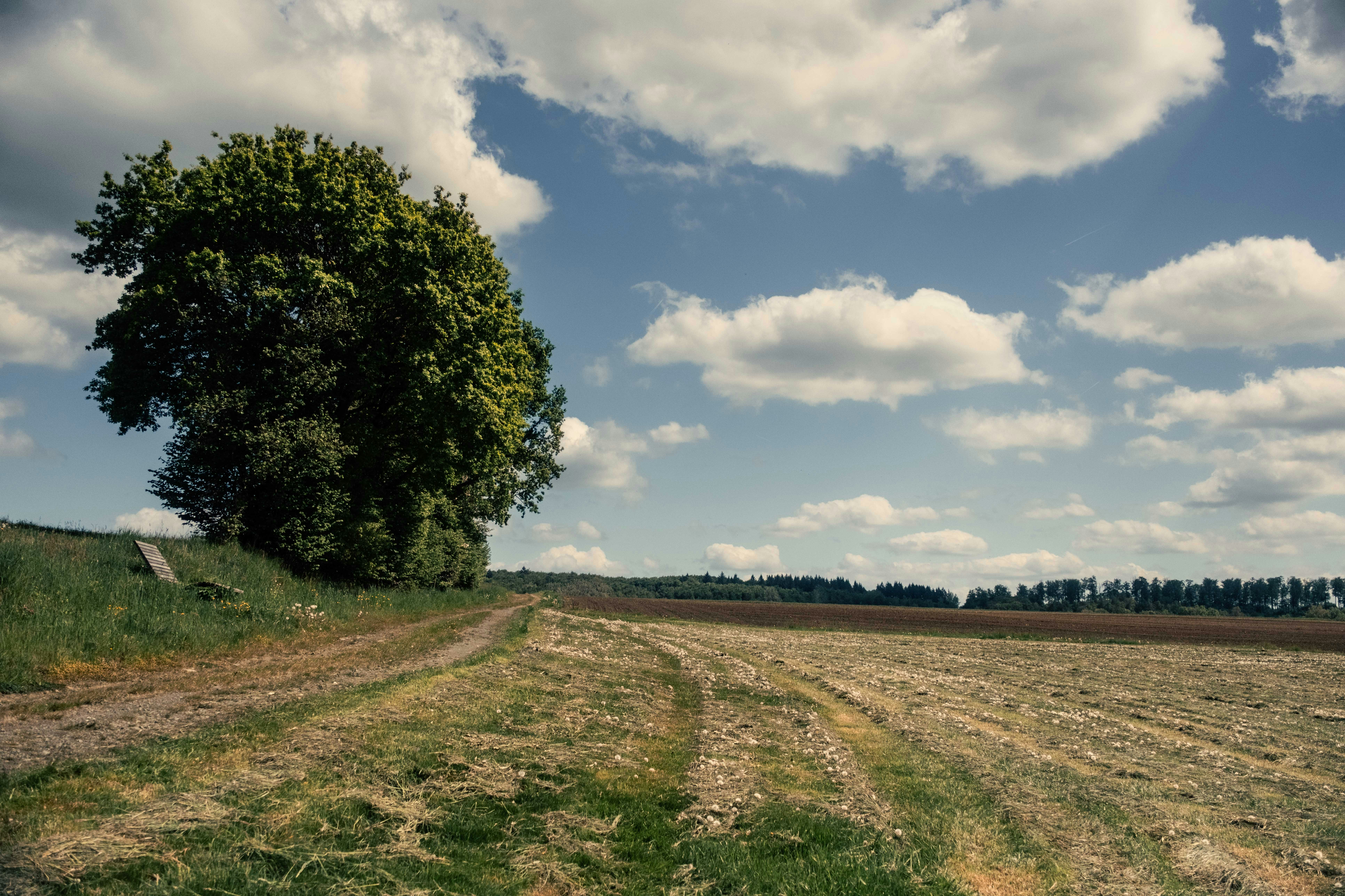 A lone tree stands beside a field under blue sky.