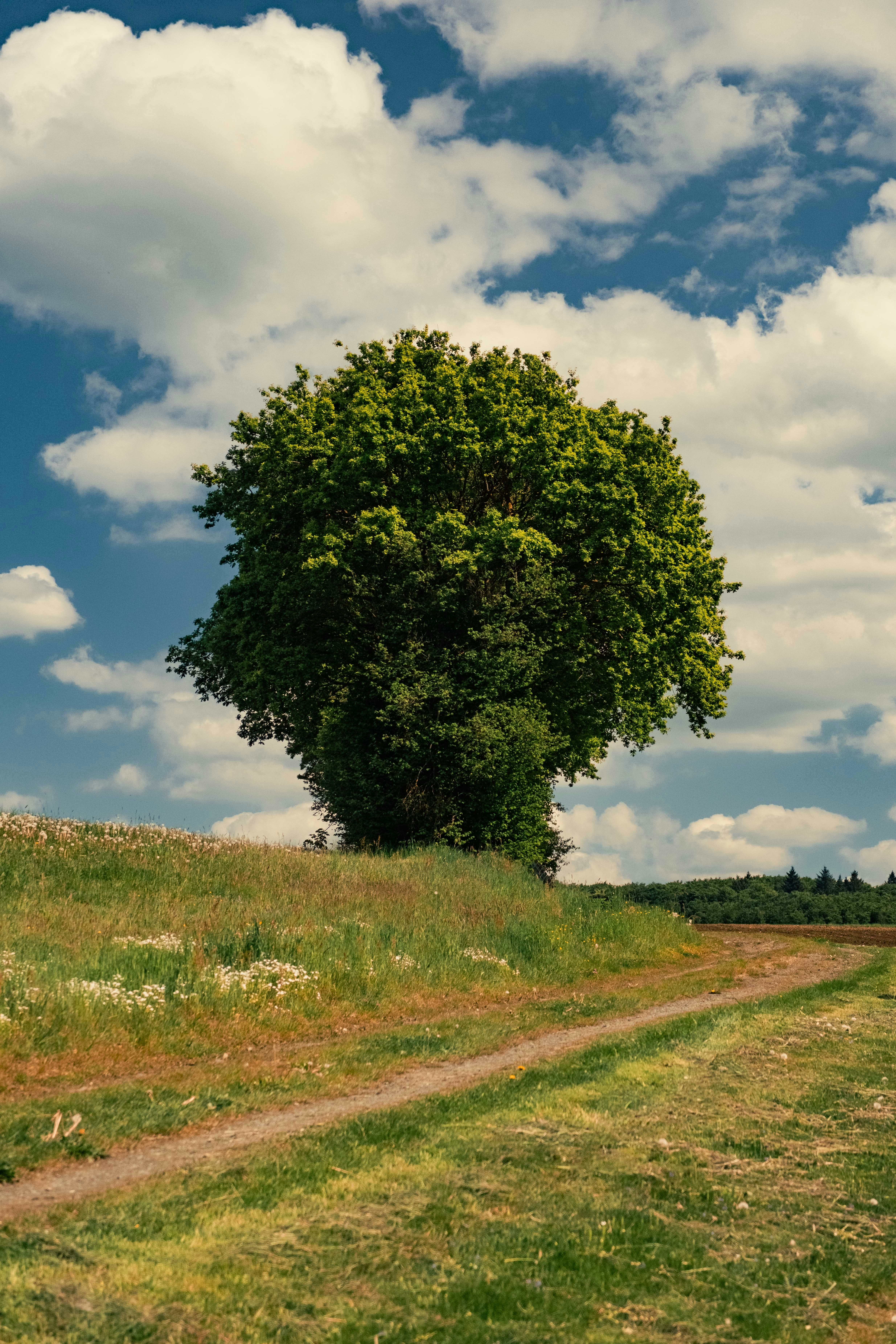  lone oak on a sunlit dirt path
