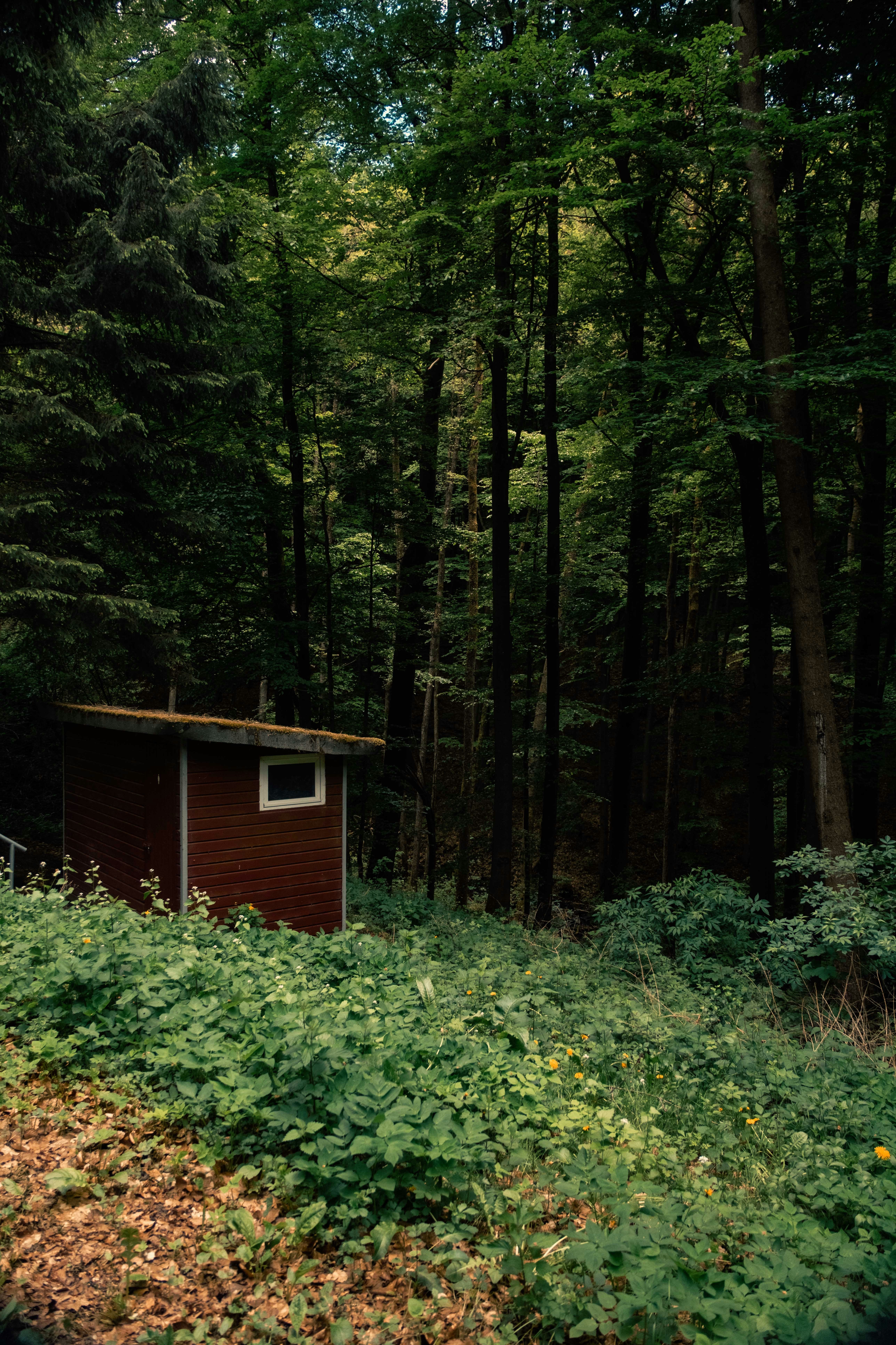 Forest Cabin at the Edge of the Clearing