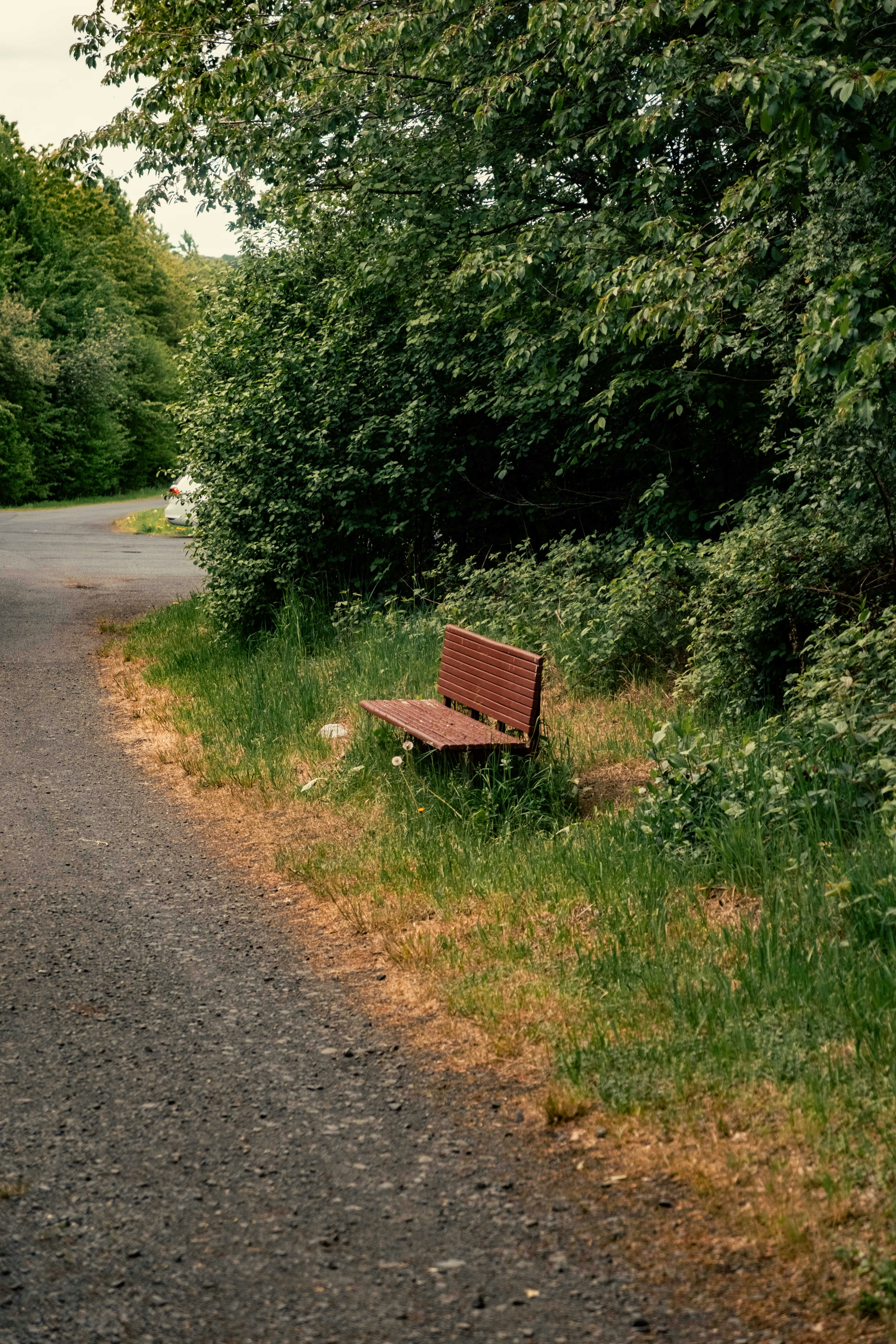 Solitary Bench Guarding the Green Verge