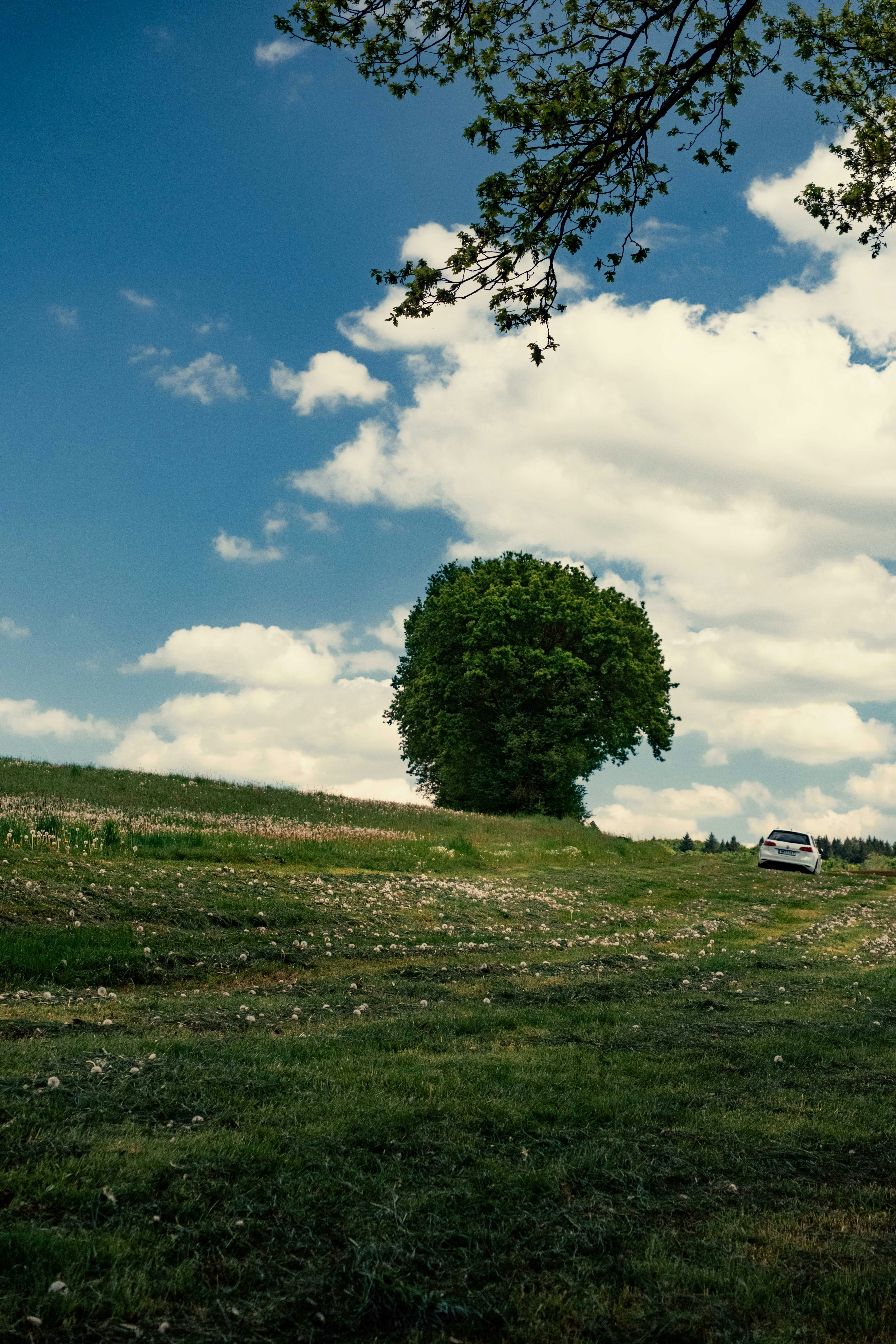  solitary tree on a gentle hill under a expansive sky