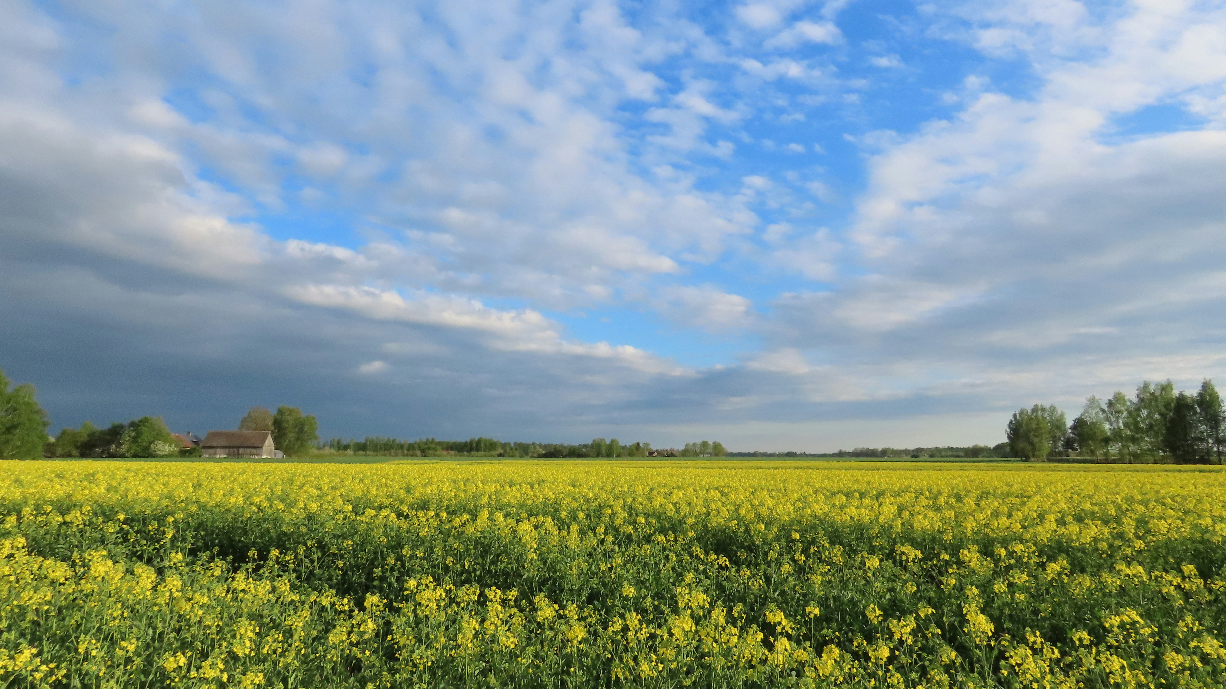 Golden Sea to the Horizon: Field of Mustard and a Quiet Sky