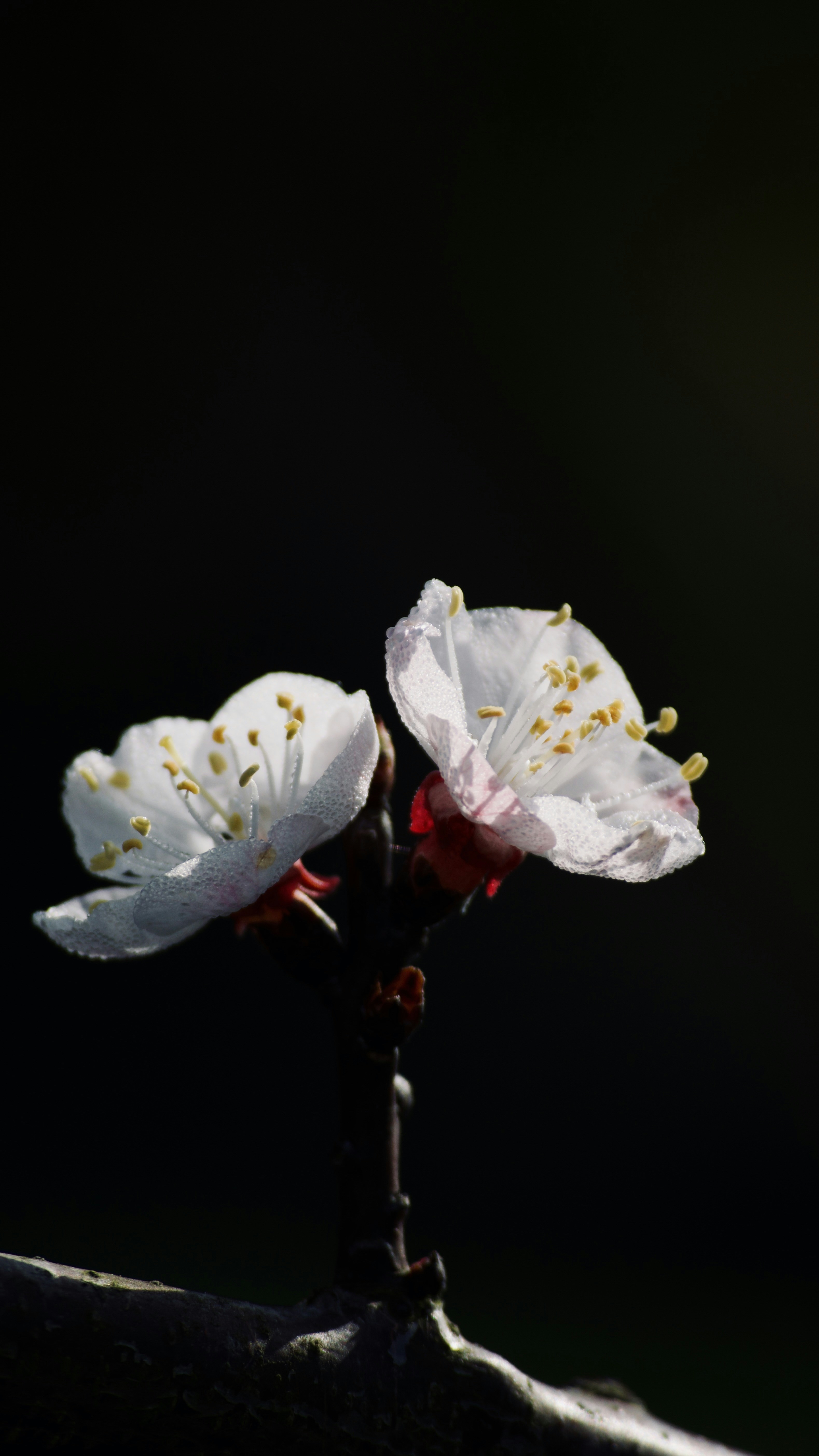 Blooming on the Branch: A Delicate White Flower Against Velvet Darkness