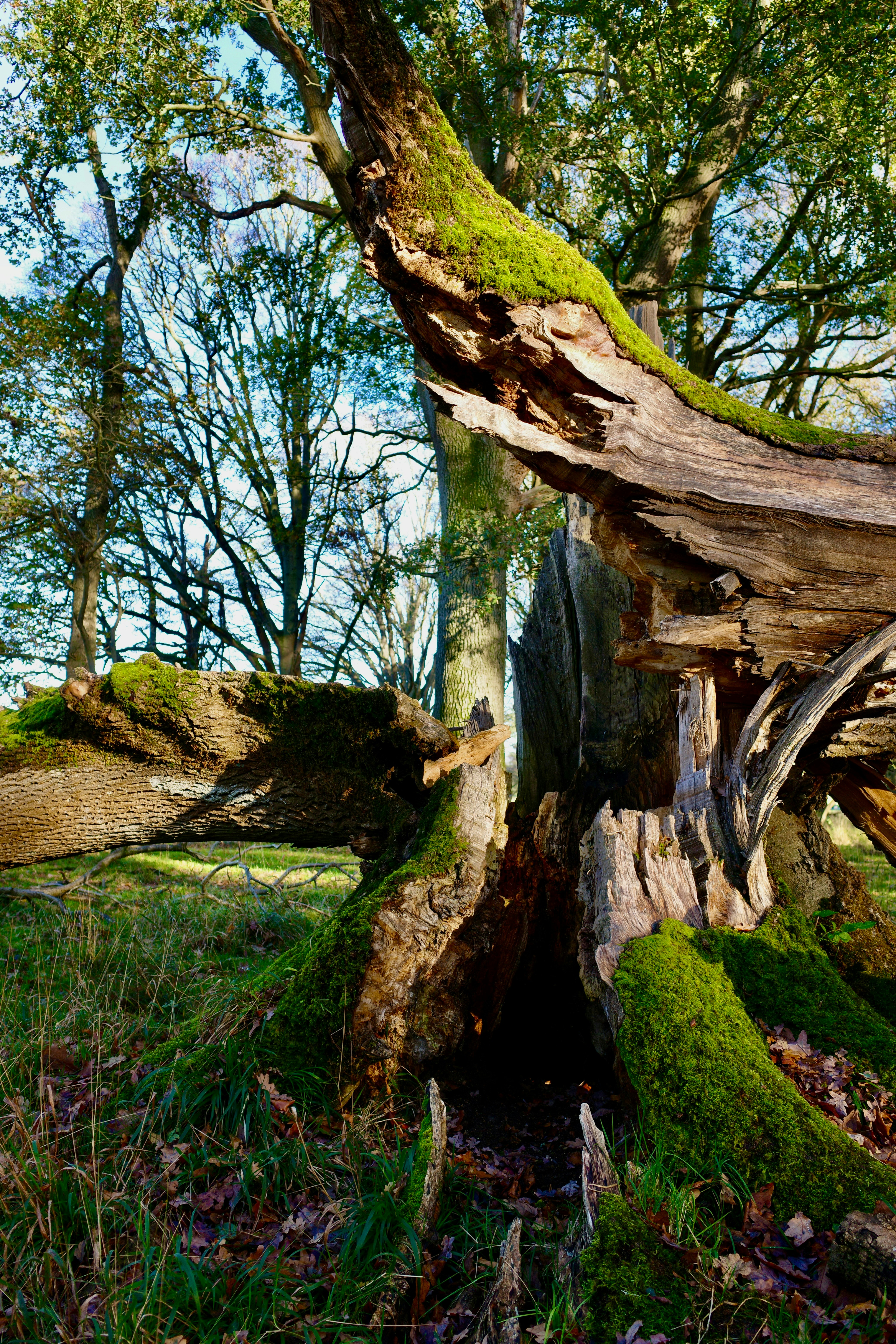 Ancient Alder Crowned in Moss, Fractured Roots Resting in Dappled Sun