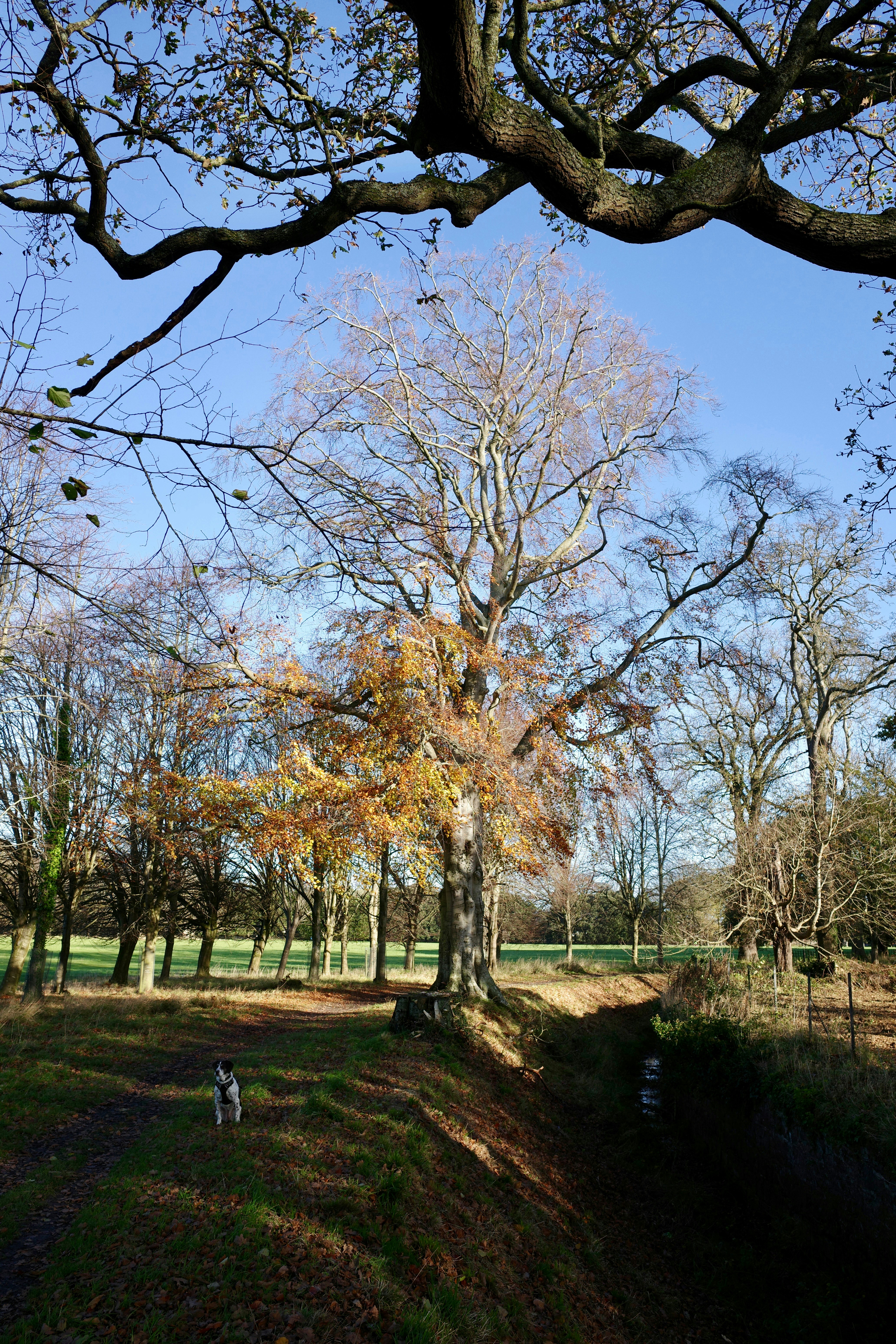 Tree Cathedral under Winter Sky with Canary Cloud and Path