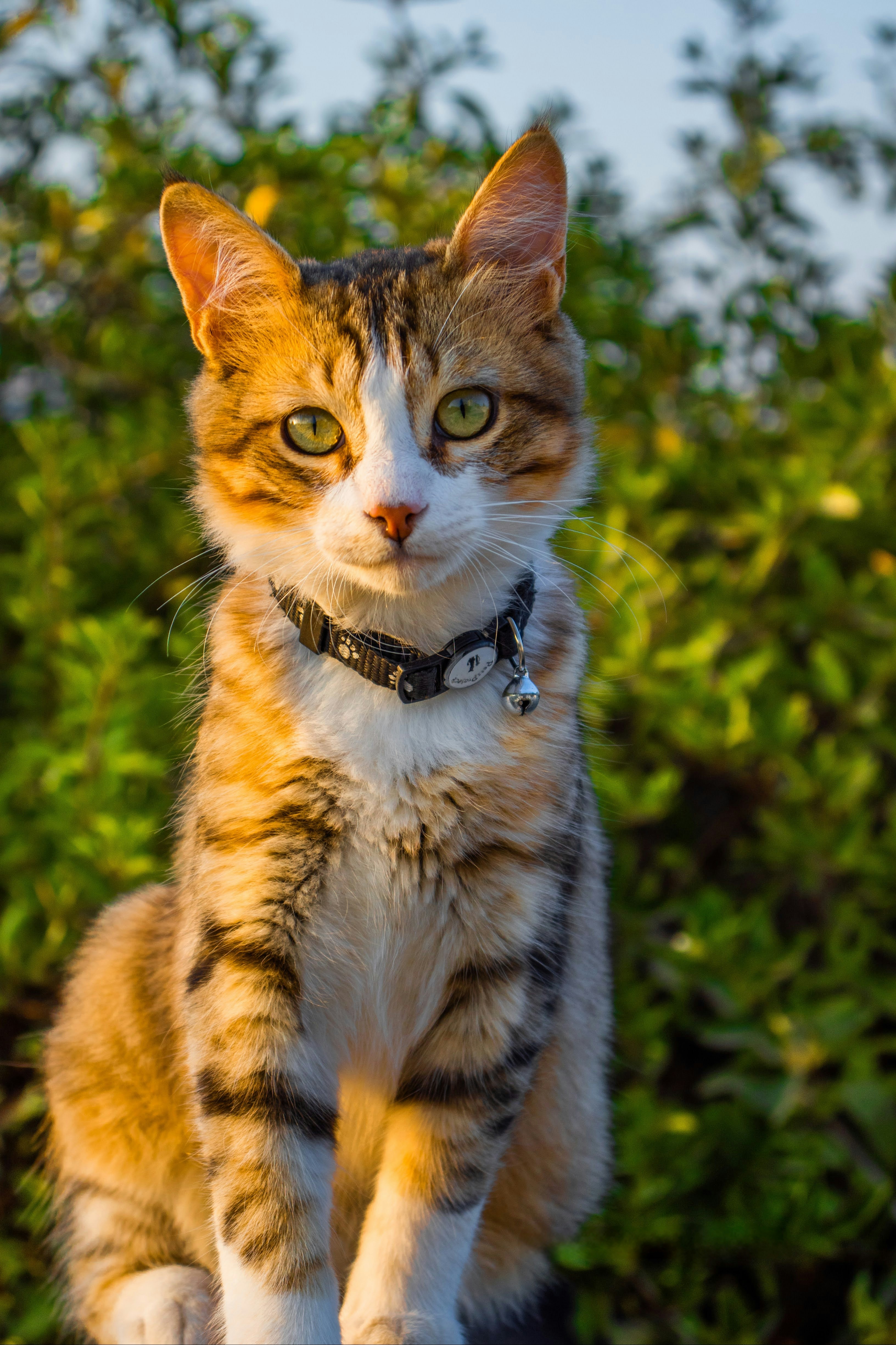 Inquisitive Gaze: Sunny Calico Portrait Among Greenery