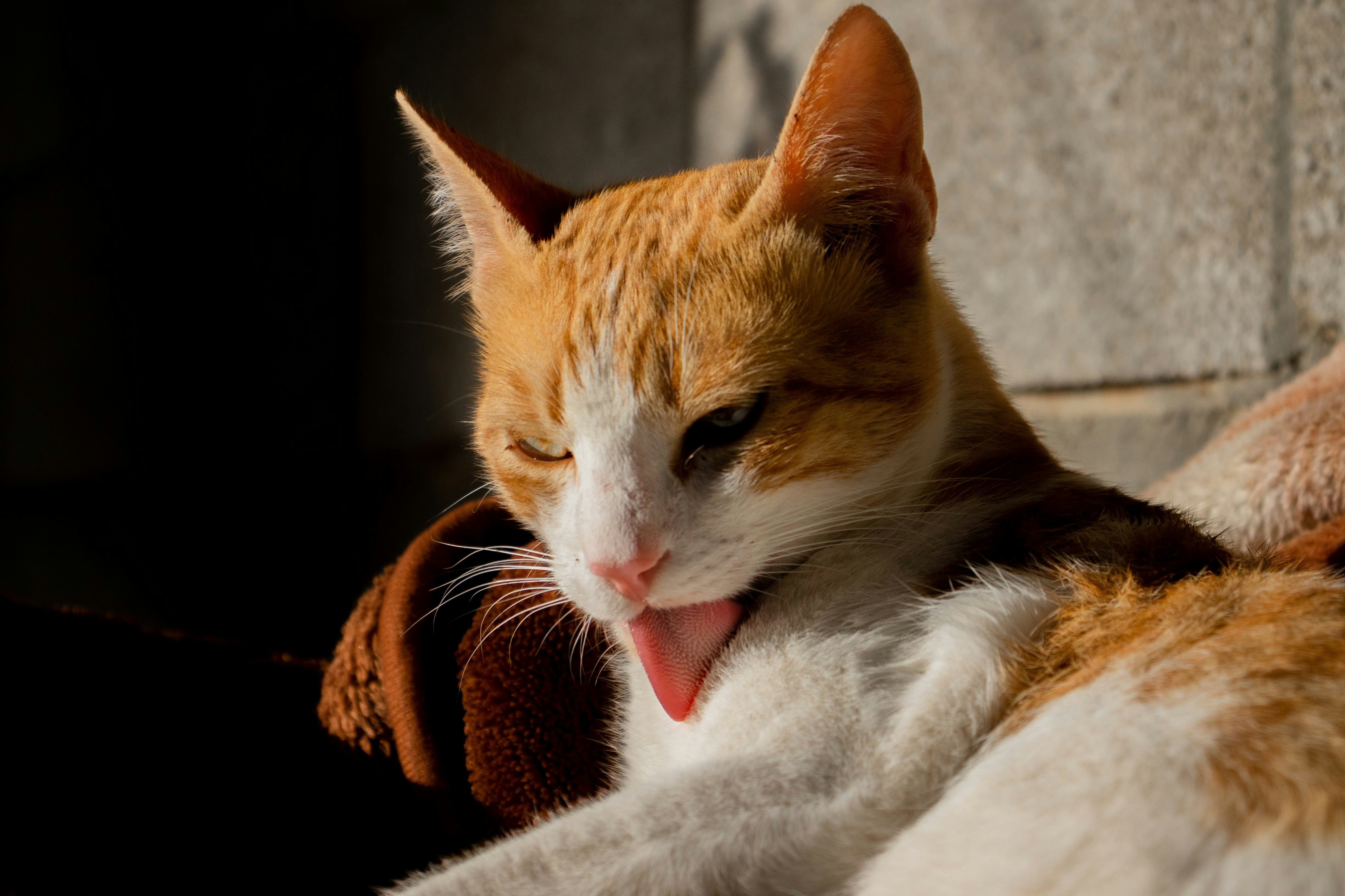 Sunlit Ginger Cat with Pouty Tongue Resting on a Warm Surface