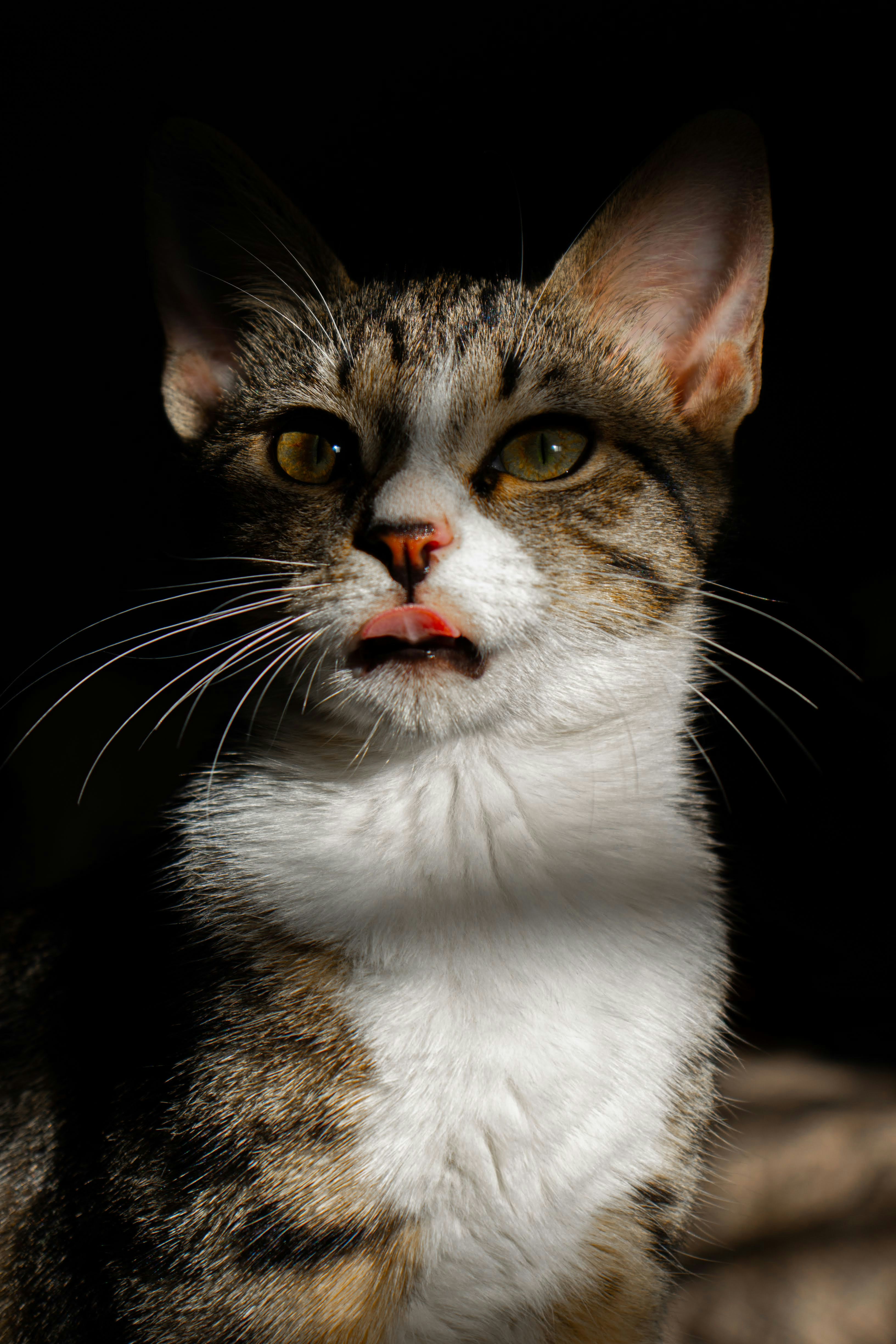 Lit Portrait of a Curious Cat: Ember-Eyed Gaze in Shadow