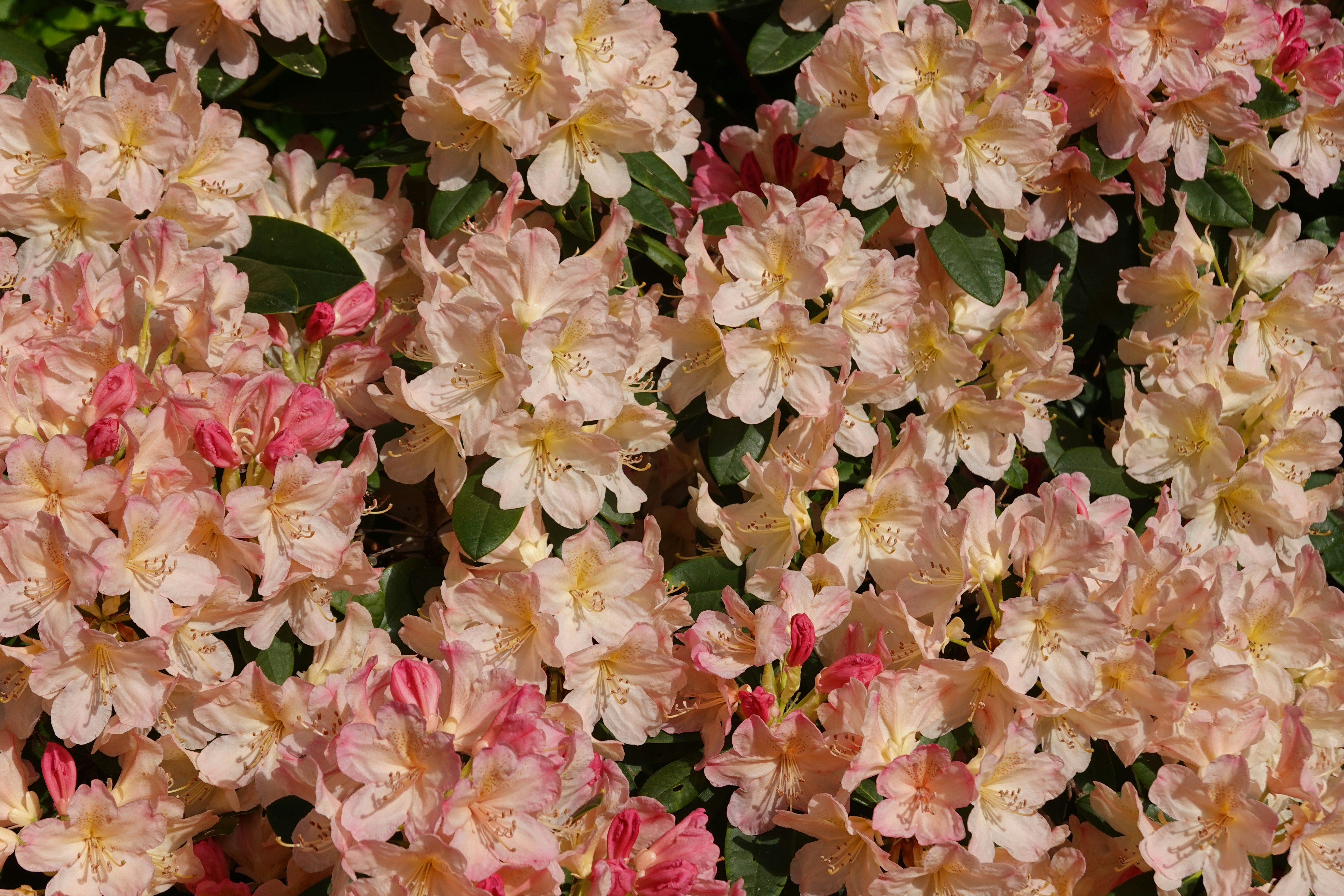 Mid-Spring Blossom Quilt: a Sea of Pink and Cream Rhododendrons