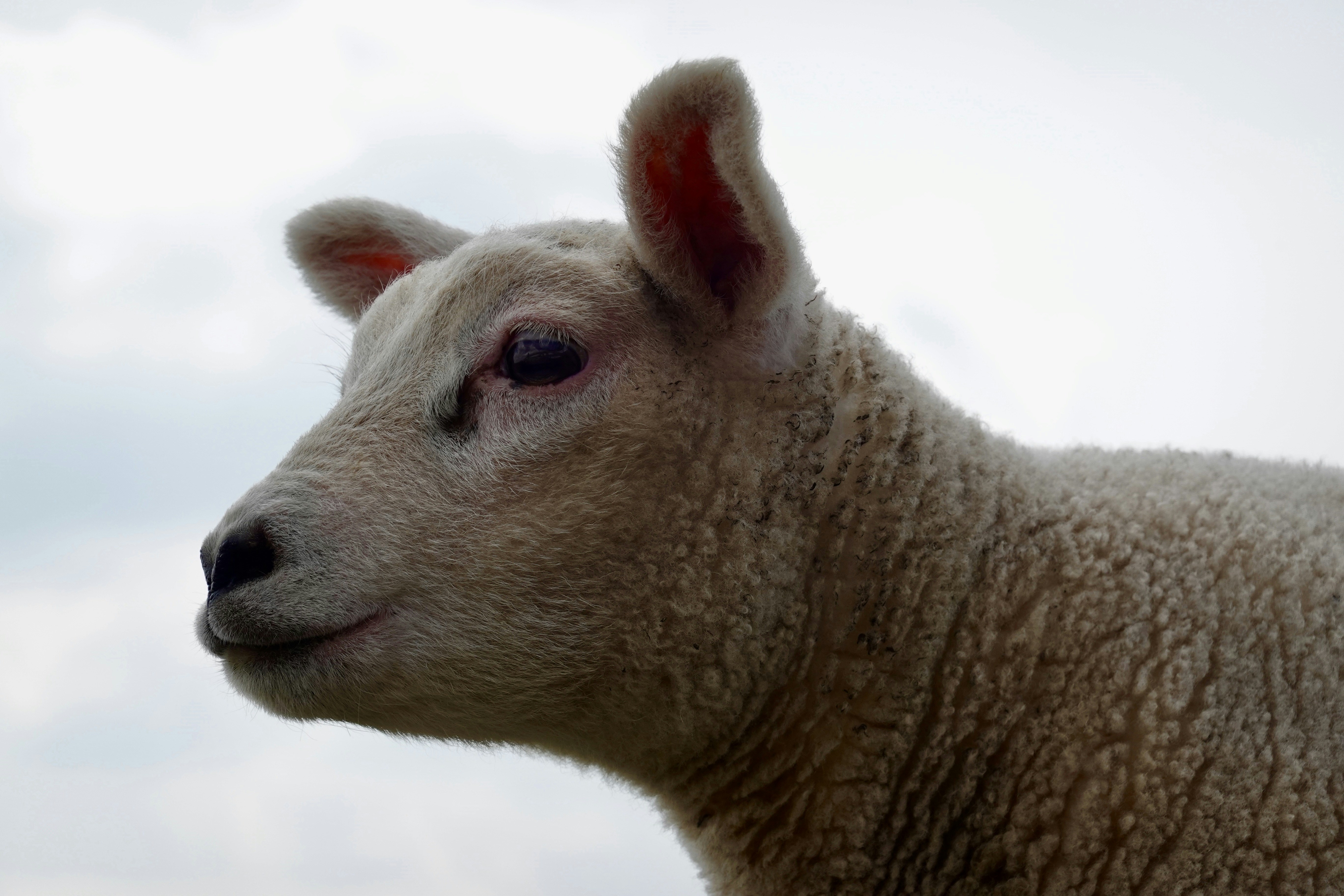 Lamb's Quiet Gaze Against a Sky-Soft Backdrop