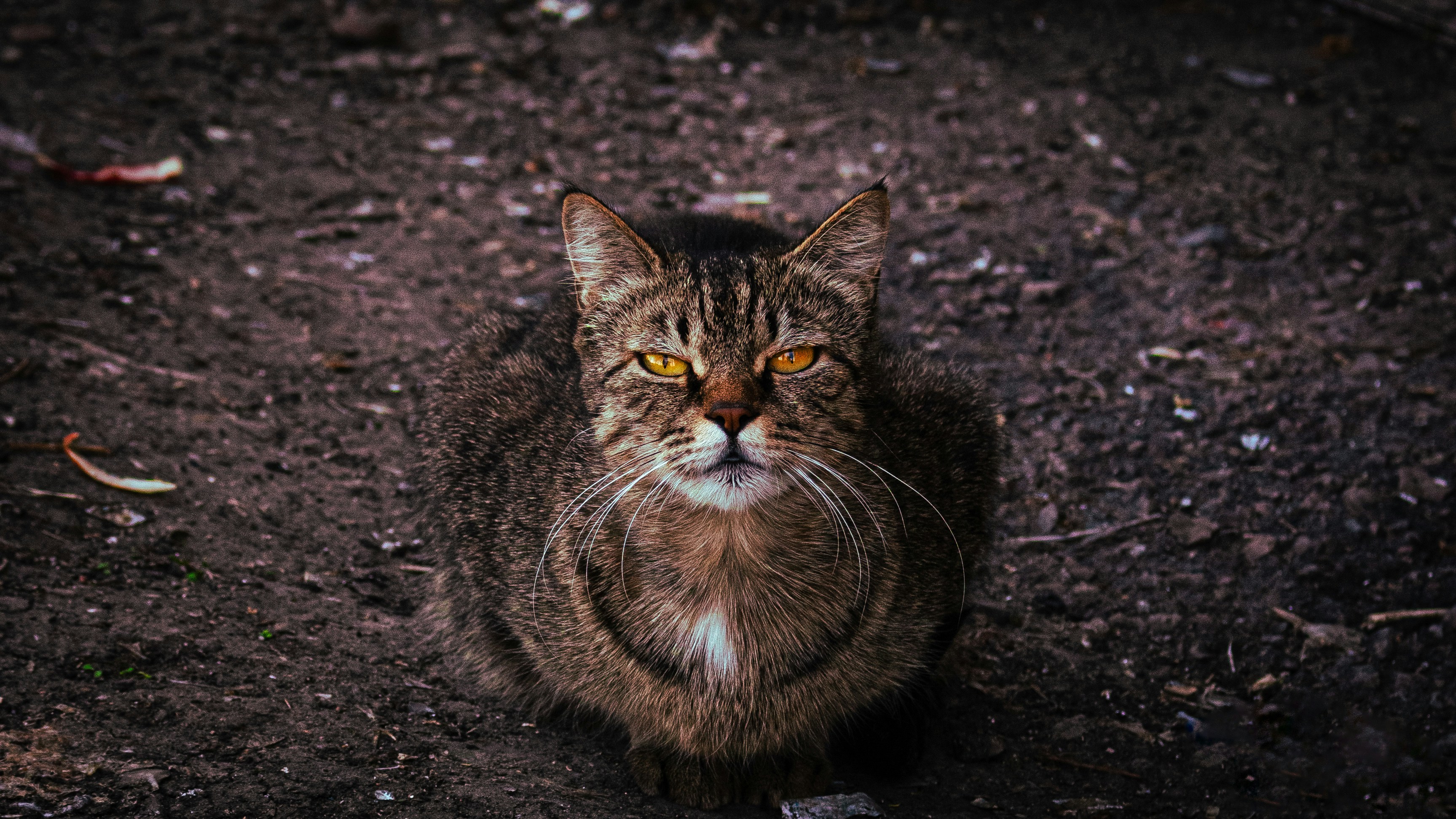 A Verandah Stare: Tabby Gaze in the Dirt