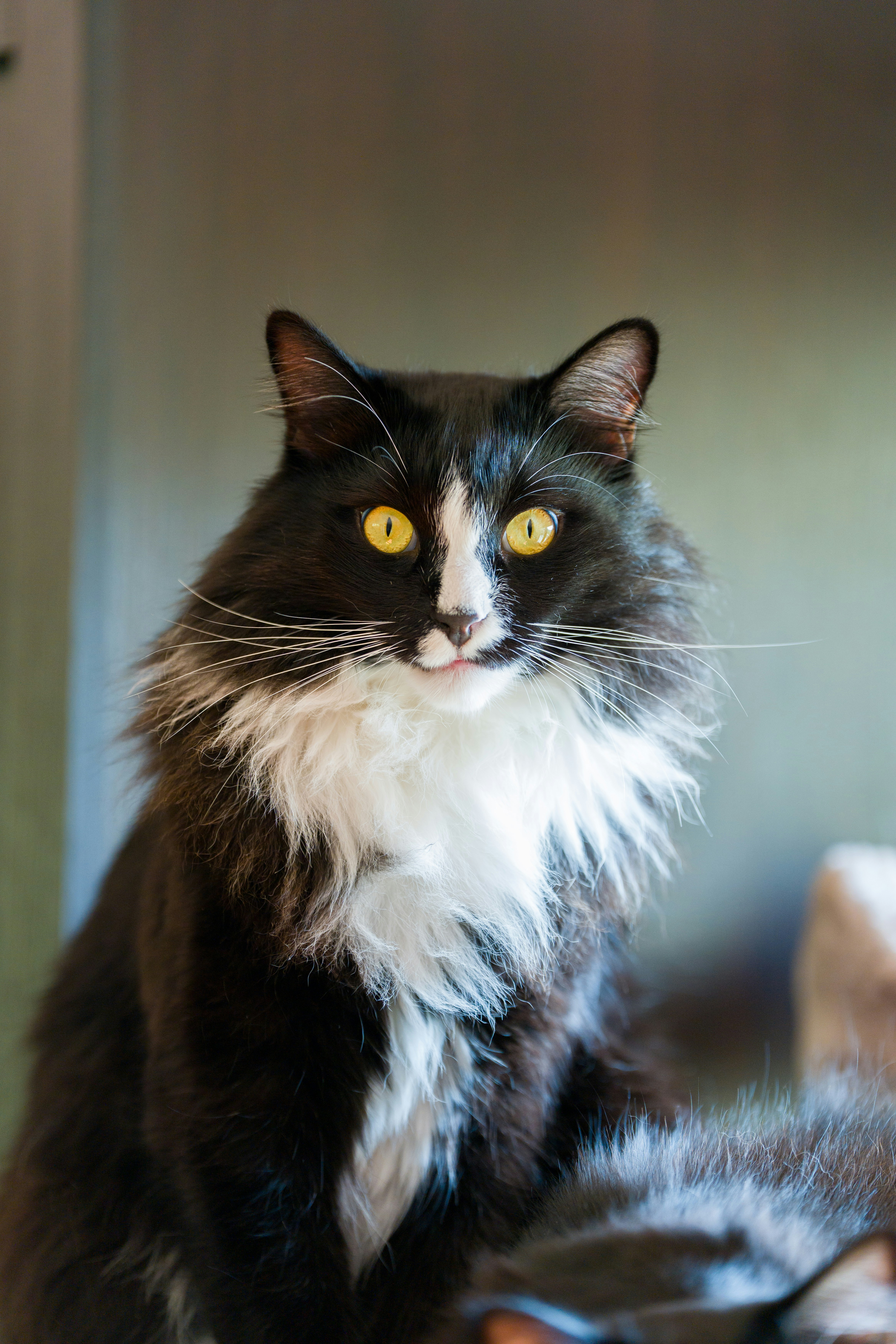 Monochrome Majesty: A Black-and-White Cat with Golden Gaze