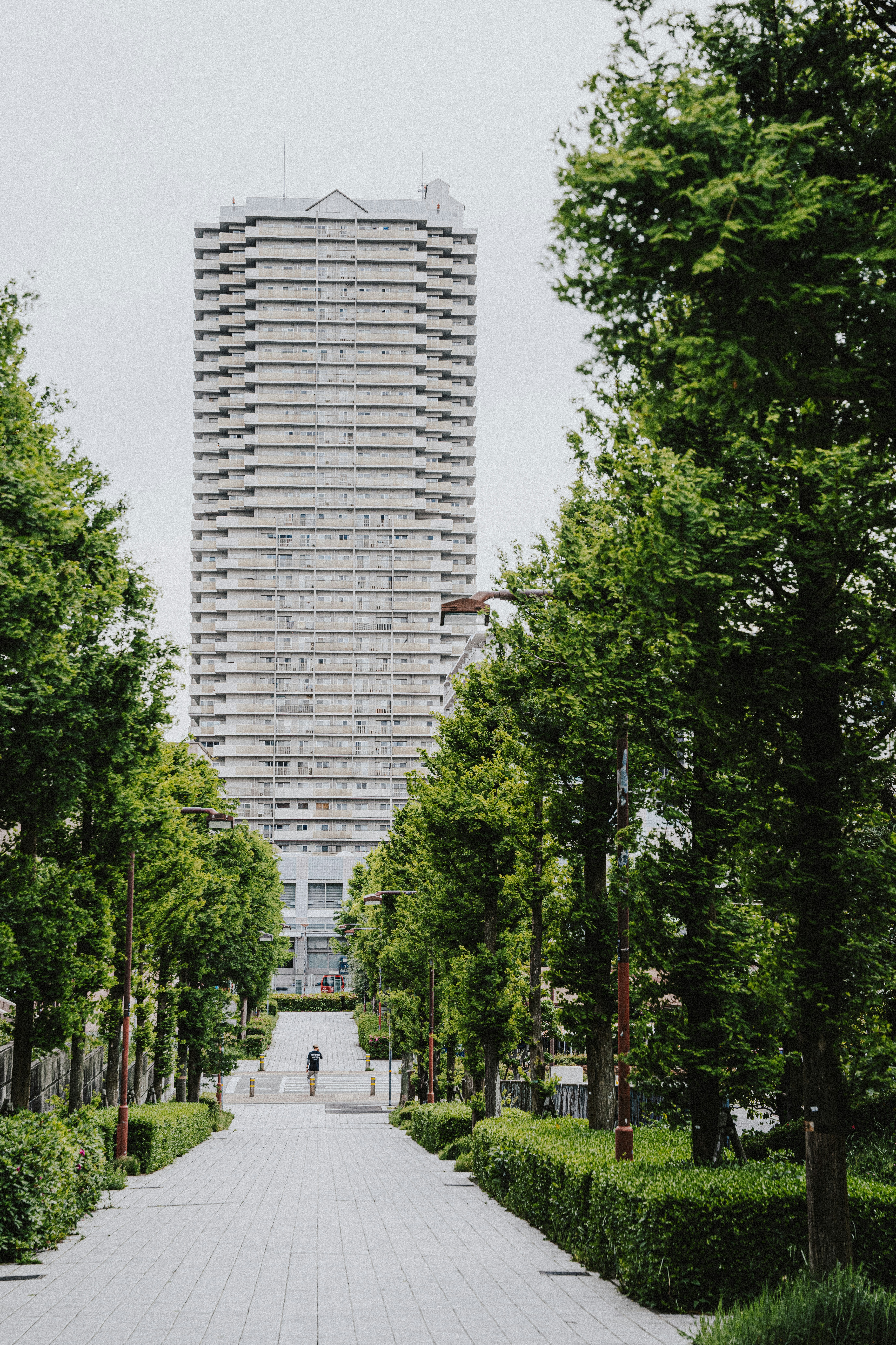 Tower Rising Over A Tree-Lined Avenue