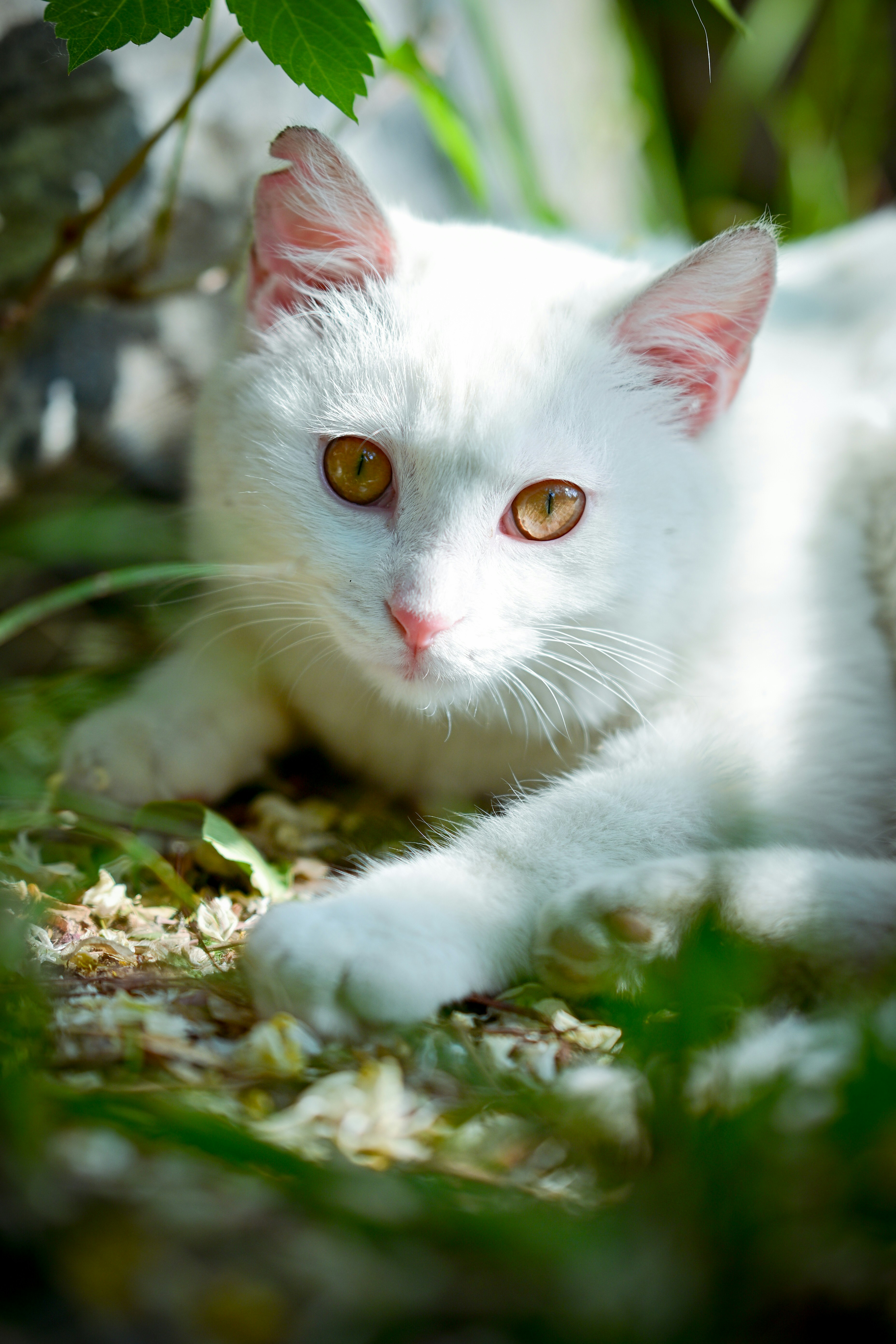 White Cat in Sunlit Foliage with Amber Eyes